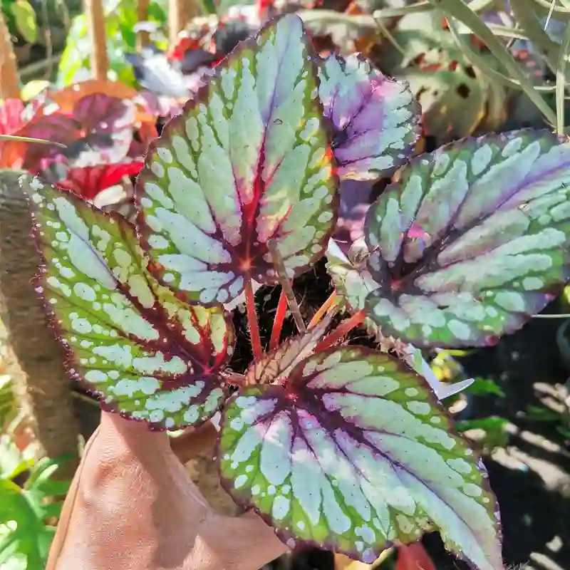 Begonia Rex Salsa Care Guide: Unlock Vibrant Foliage & Thriving Growth ...