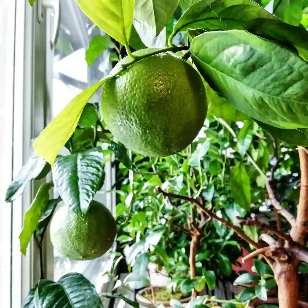 Plant FAQs: Bergamot Tree - Citrus Bergamia, a synonym of Citrus × Limon