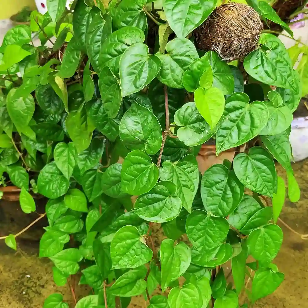 Plant FAQs: Betel