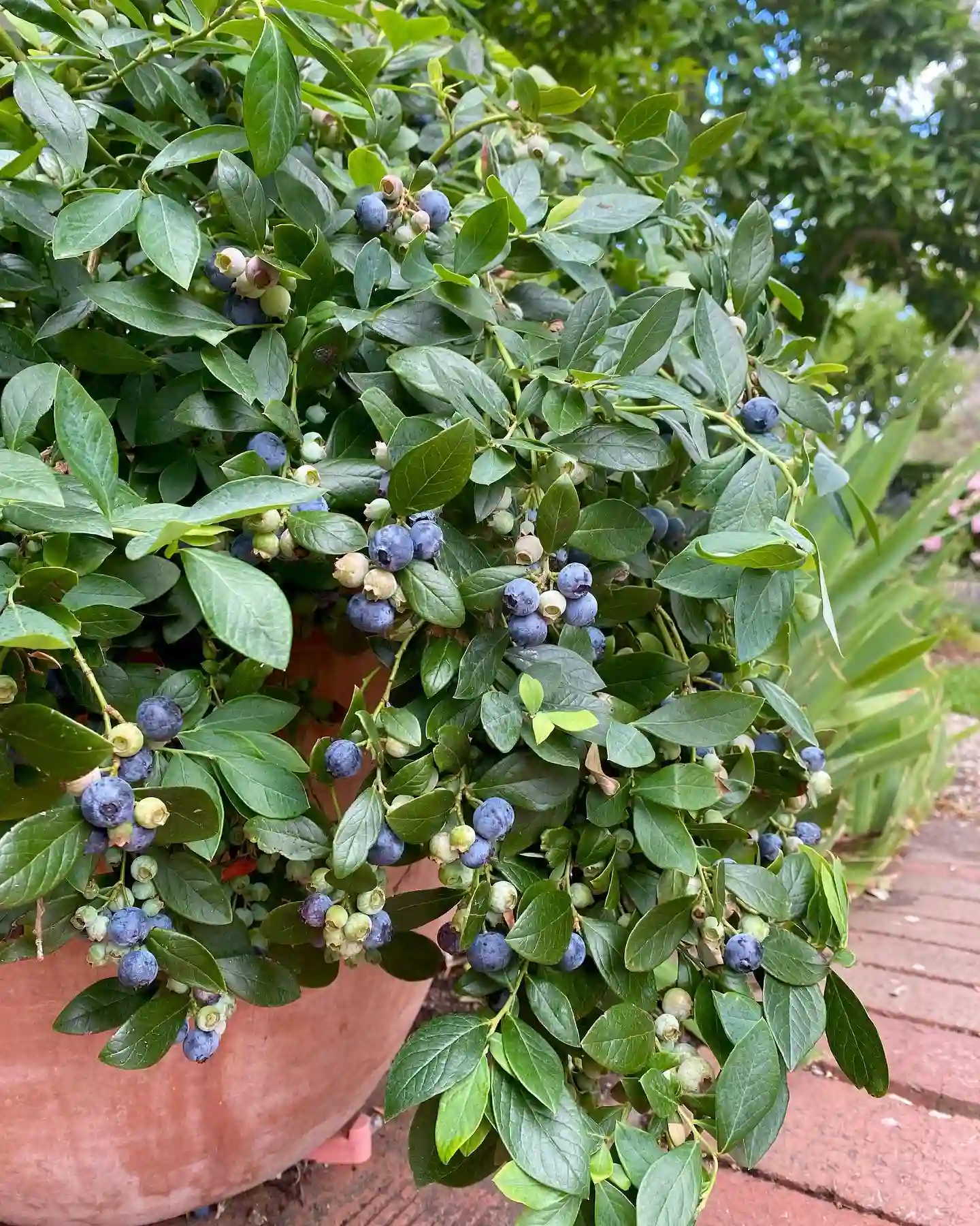 Plant FAQs: Blueberry