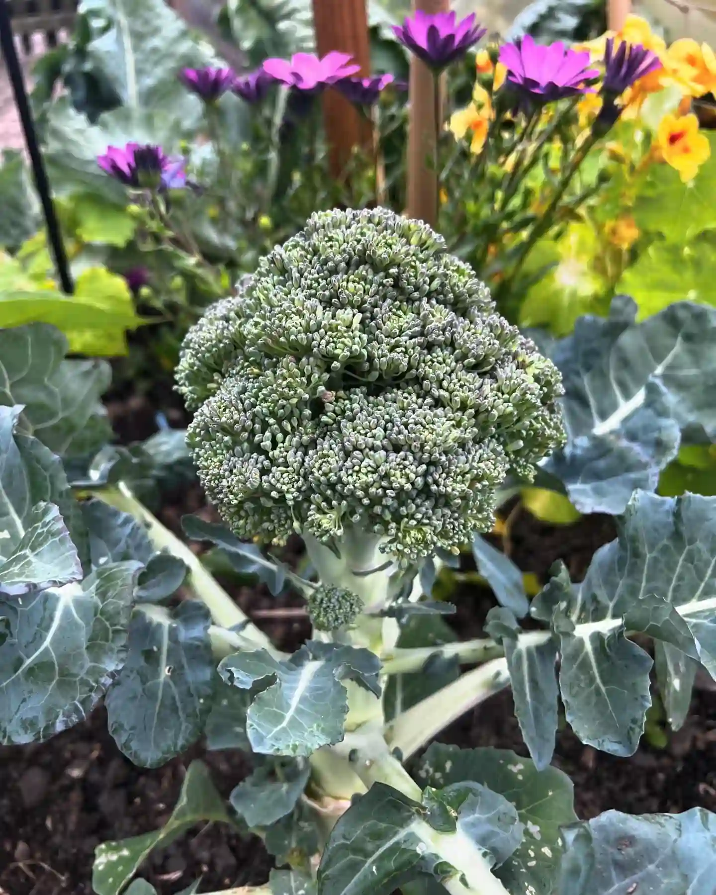 Plant FAQs: Broccoli - Brassica Oleracea var. Italica