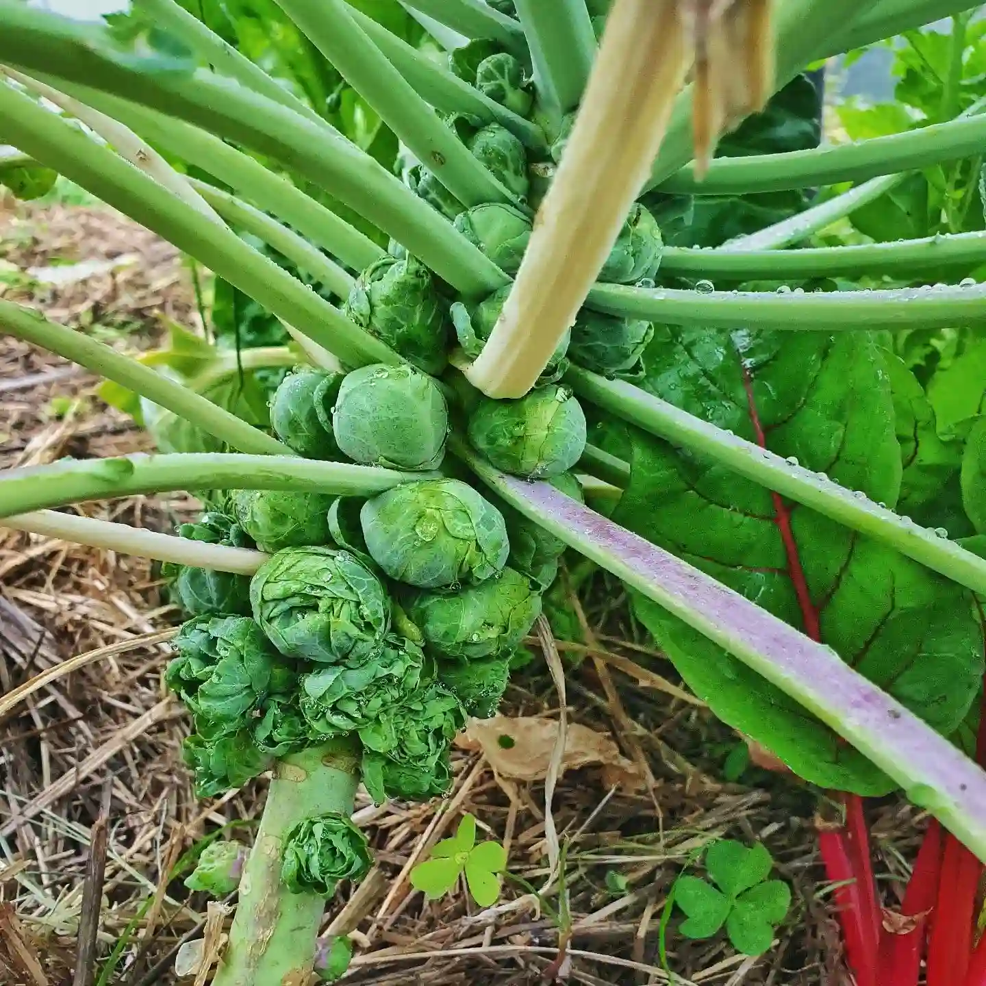 Plant FAQs: Brussel Sprout