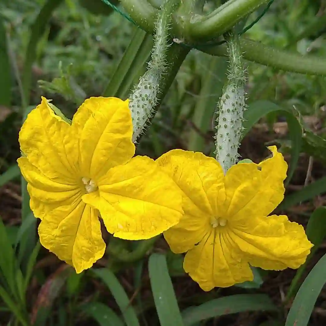 Plant FAQs: Cucumber - Cucumis Sativus