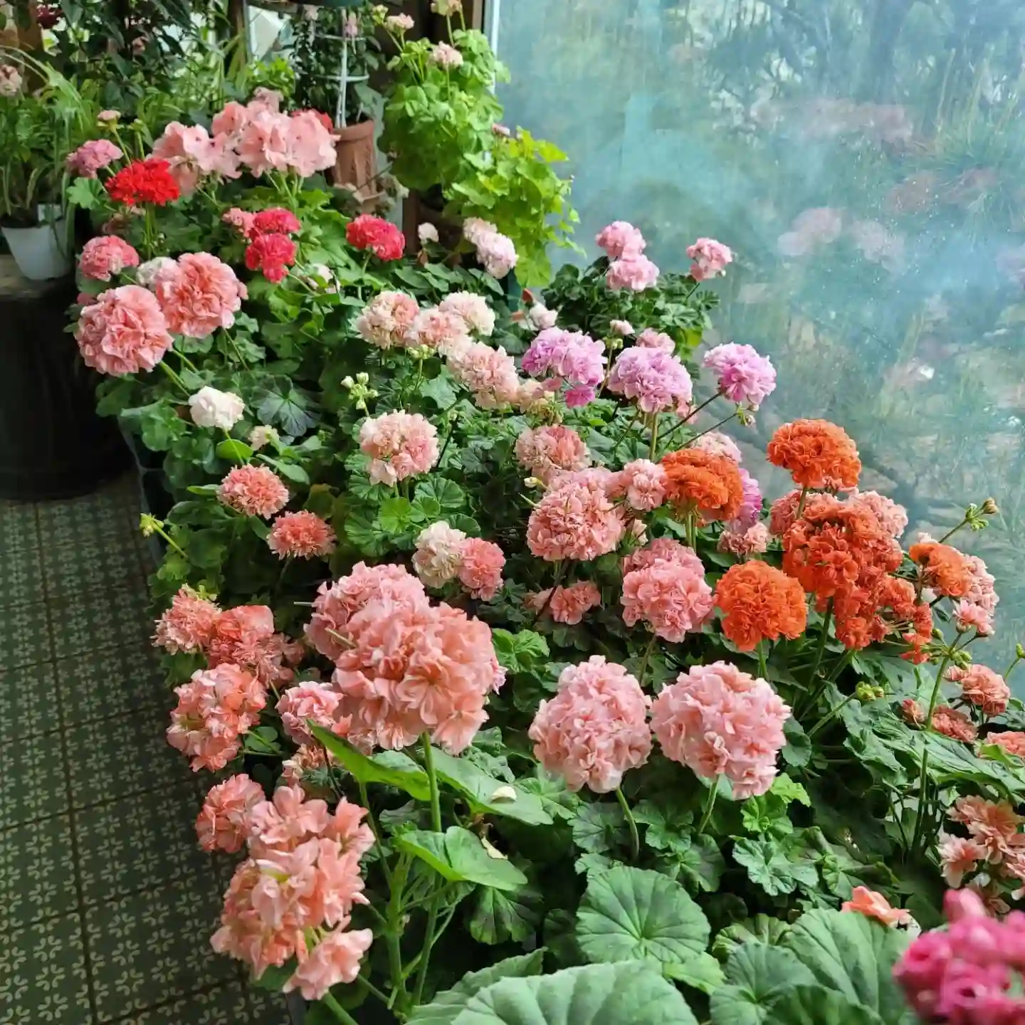 Plant FAQs: Geranium