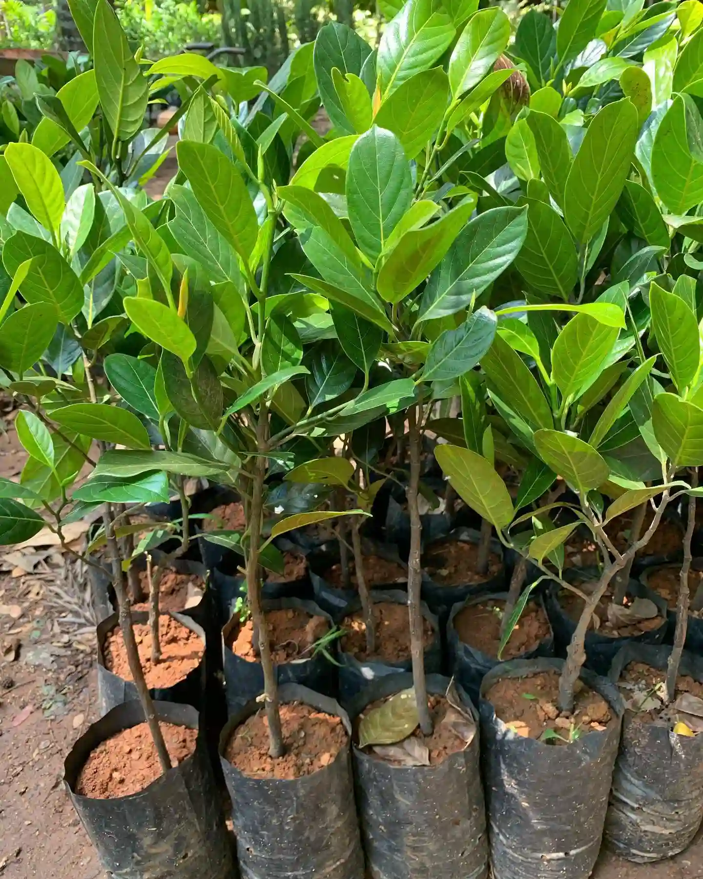 Plant FAQs: Jackfruit - Artocarpus Heterophyllus