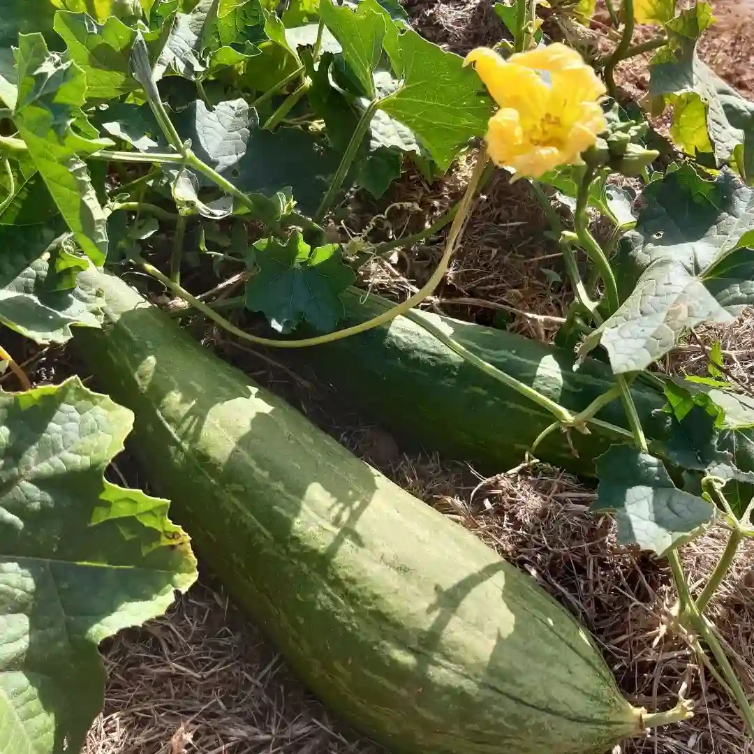 Plant FAQs: Luffa