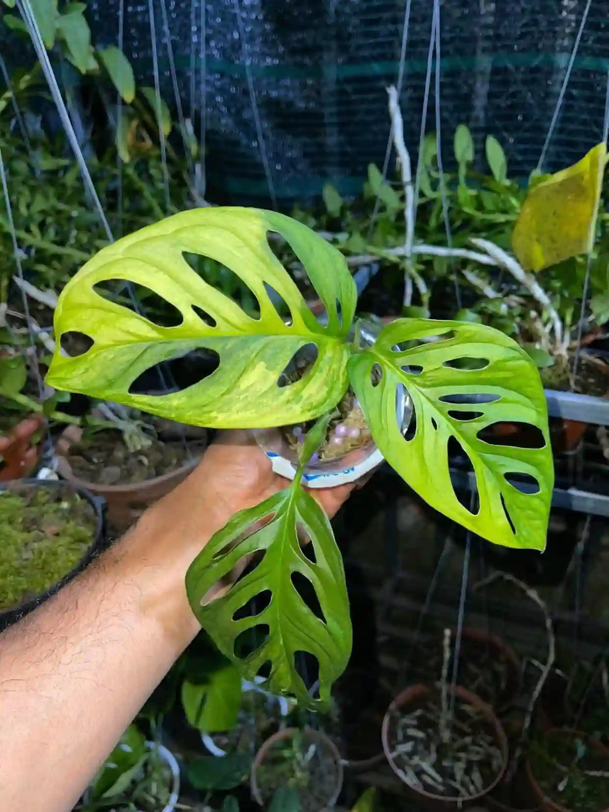Monstera Adansonii Aurea Variegated: The Ultimate Care ...