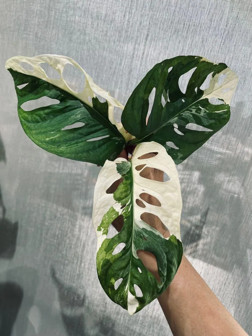 Monstera Adansonii Albo Variegated - The Ultimate Care ...