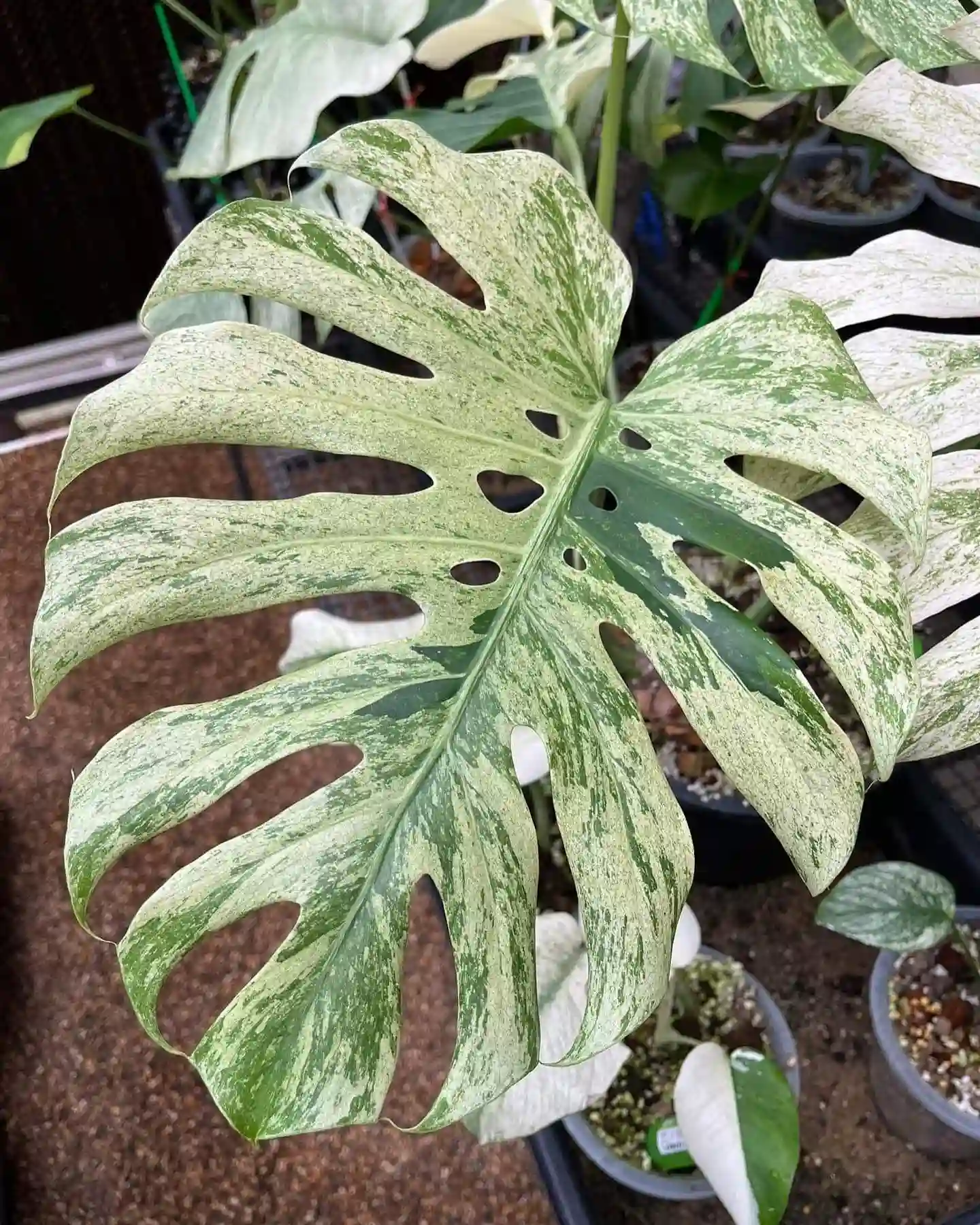 Unveiling the Enigmatic Beauty of Monstera Deliciosa Mint Variegated: Your Comprehensive Care Guide