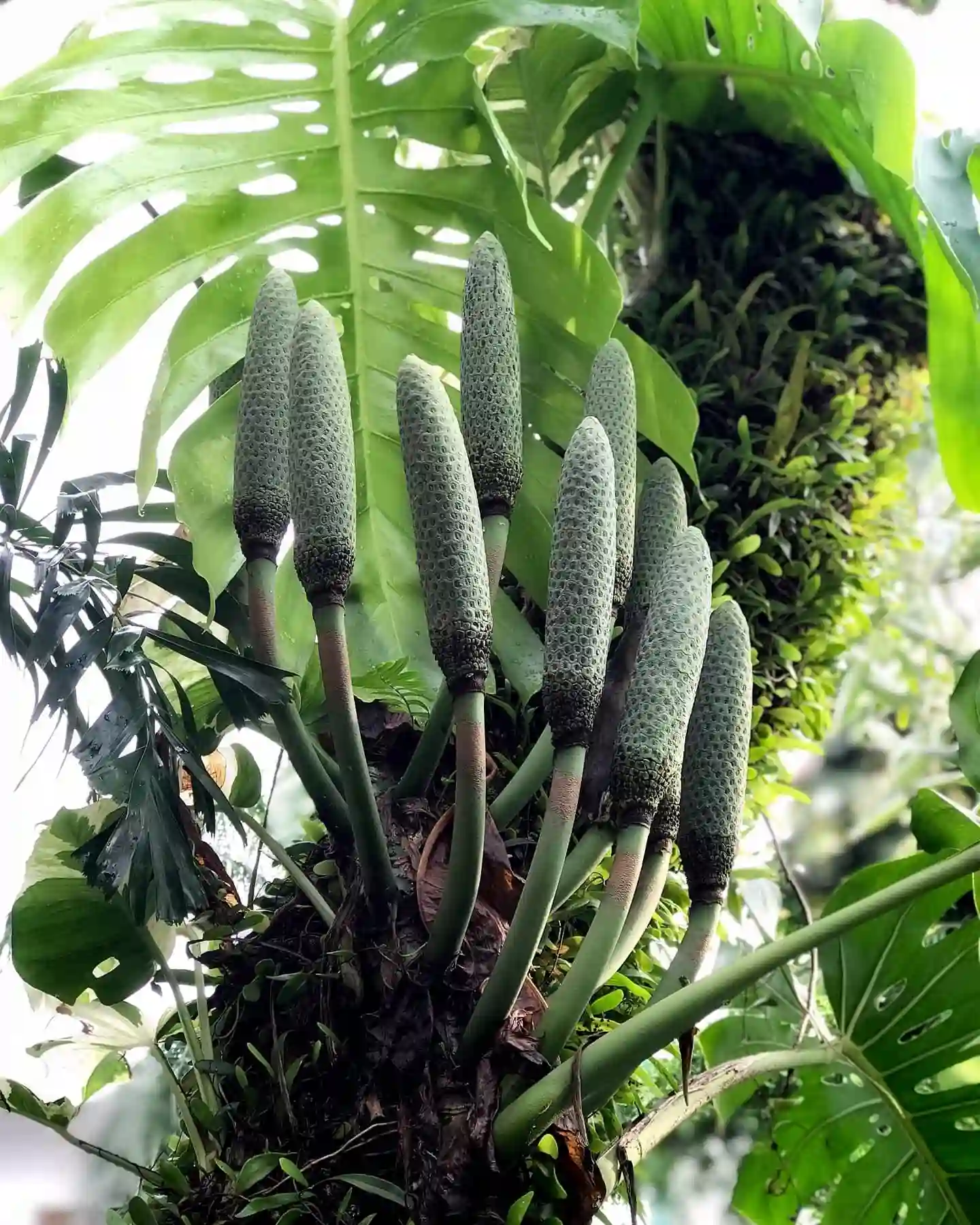 What does monstera fruit taste like? When it bloom and fruit?