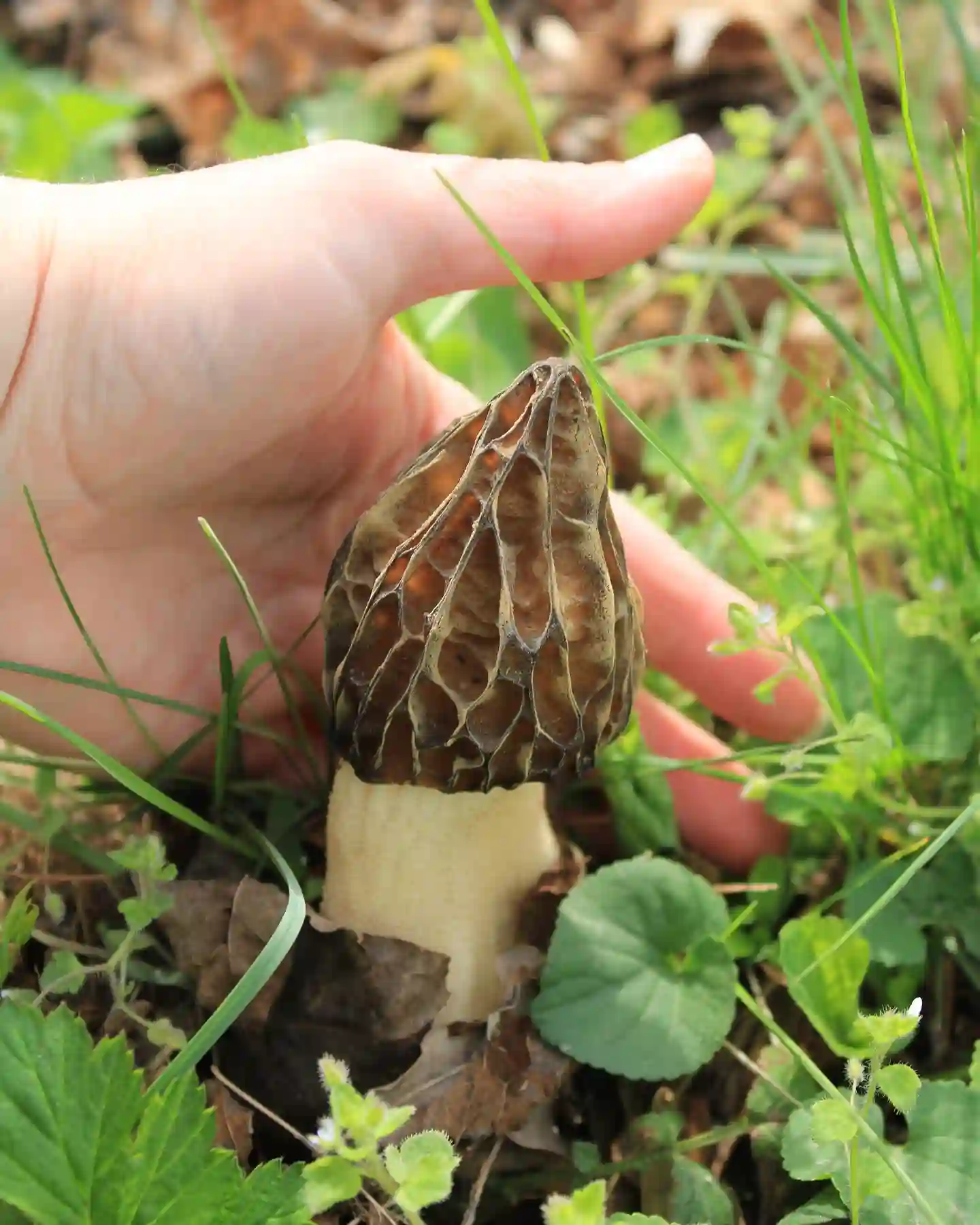 Plant FAQs: Morel Mushrooms - Morchella Esculenta