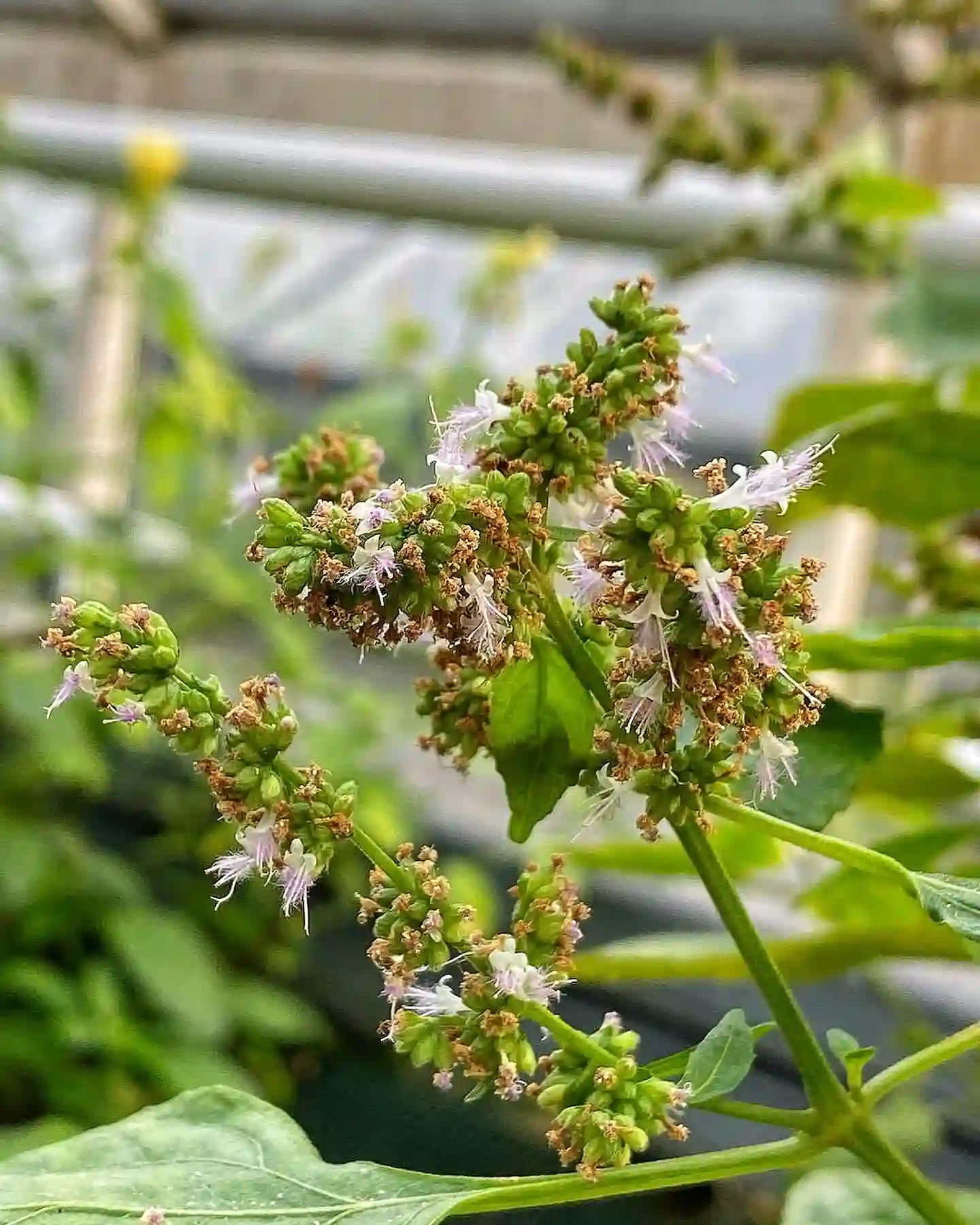 Plant FAQs: Patchouli - Pogostemon Cablin