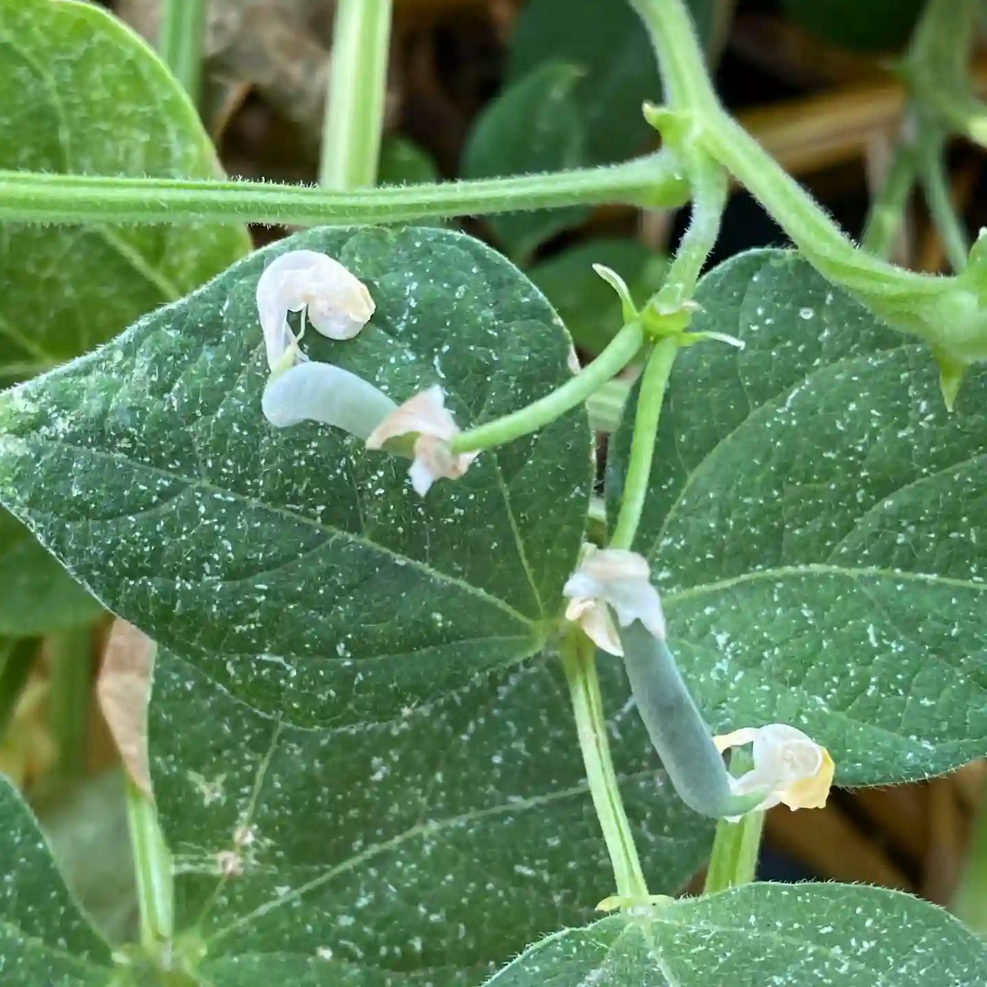 Plant FAQs: Pinto Bean