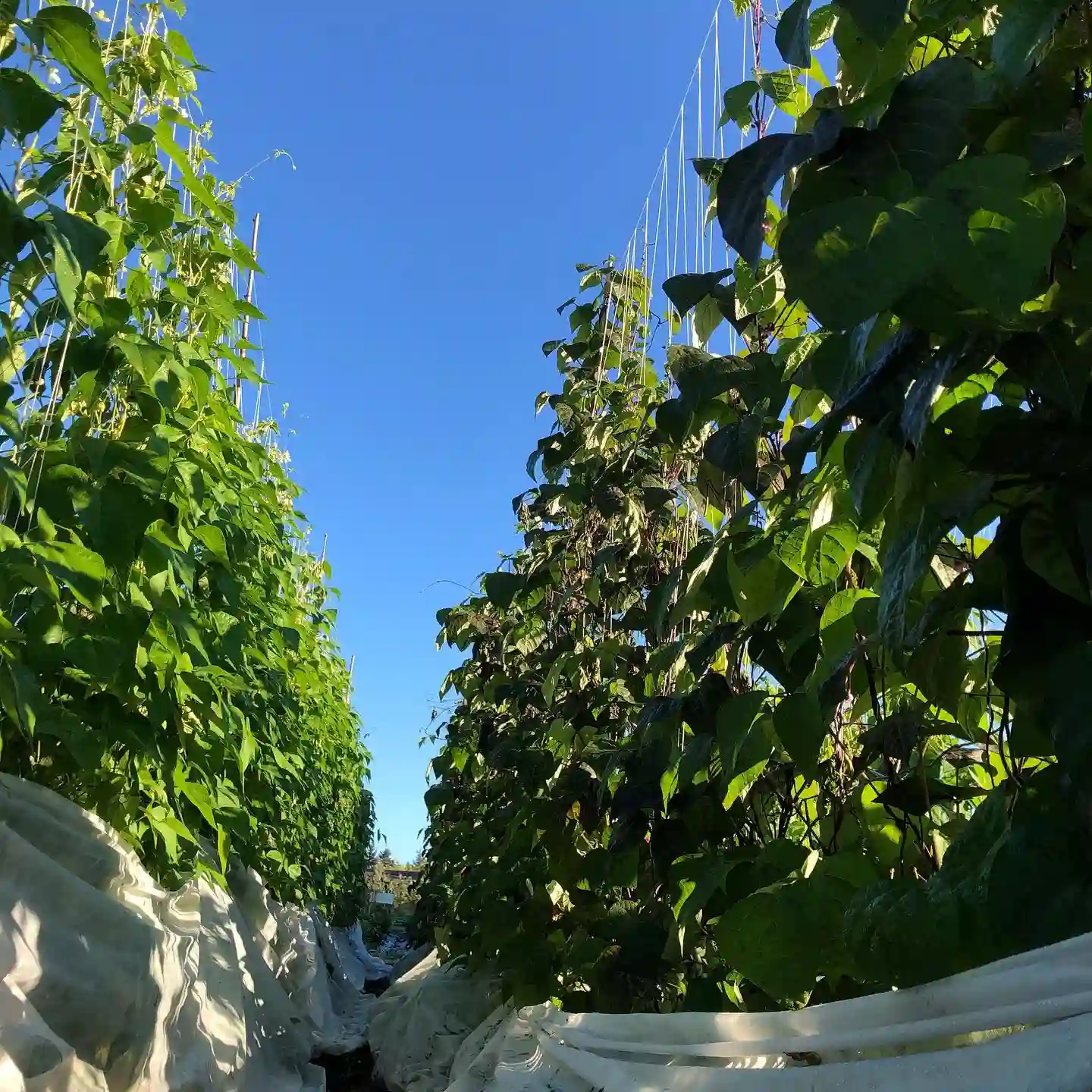 Plant FAQs: Pole Beans - Phaseolus Coccineus