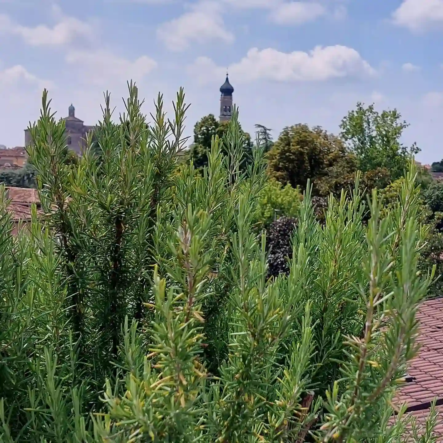 Plant FAQs: Rosemary - Salvia Rosmarinus