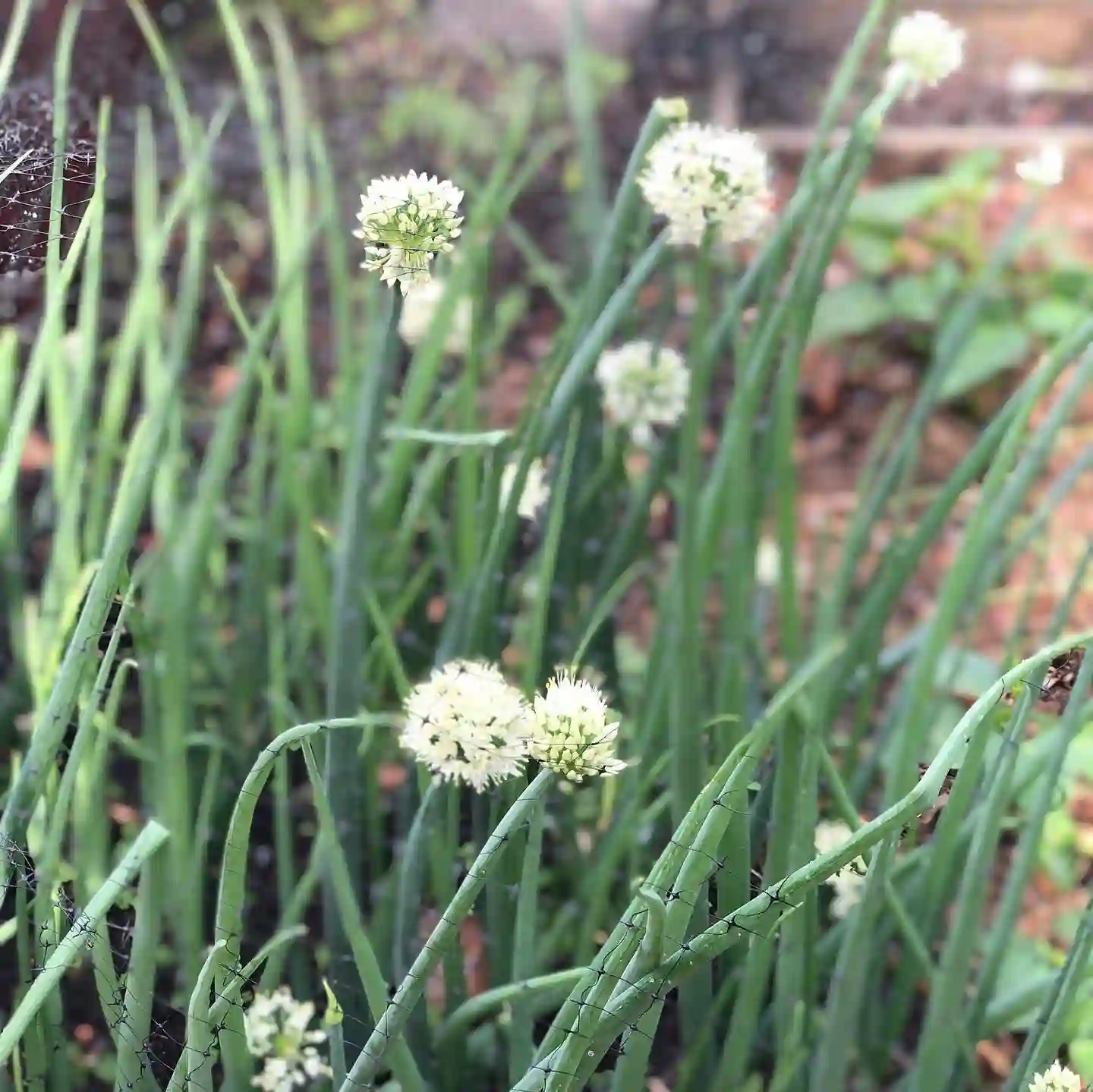 Plant FAQs: Scallion - Allium Fistulosum