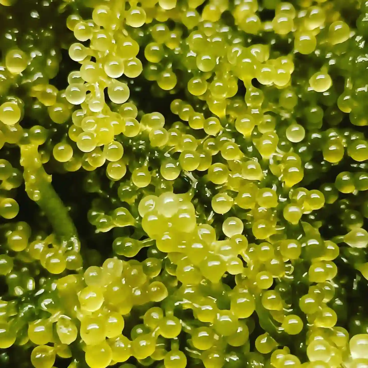 Plant FAQs: Sea Grapes - Caulerpa Lentillifera