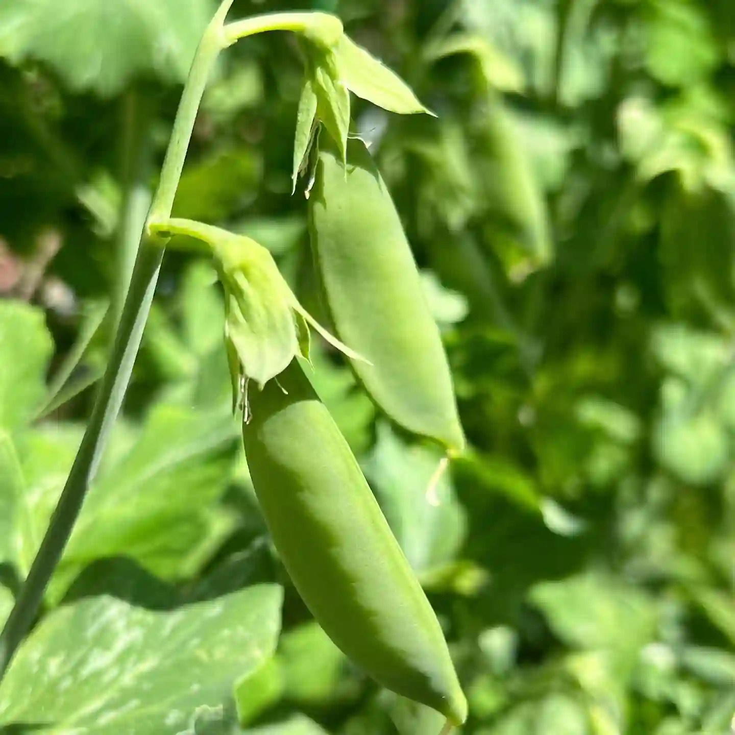 Plant FAQs: Snap Peas
