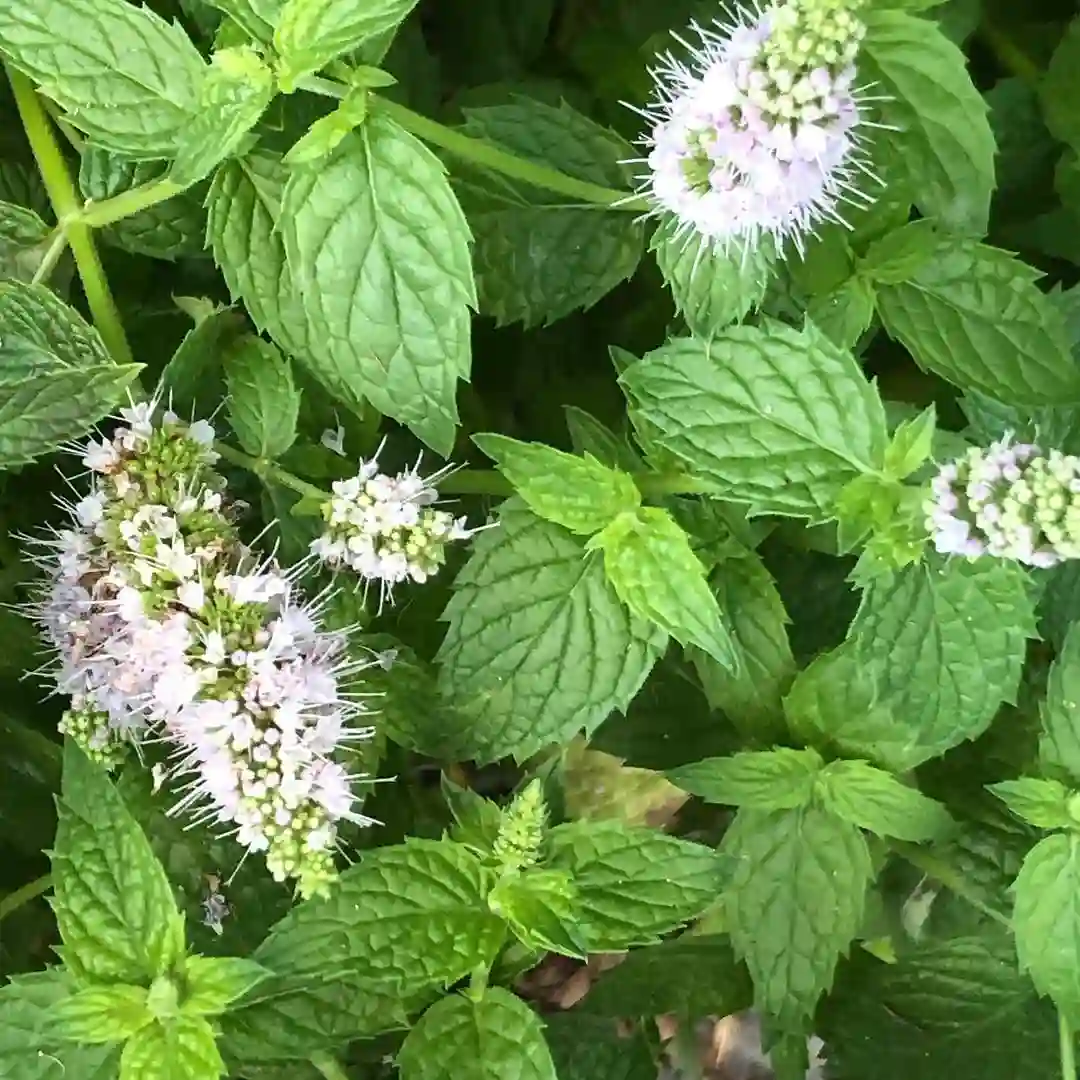 Plant FAQs: Spearmint