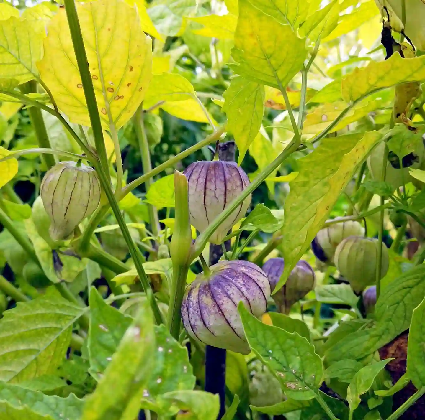 Plant FAQs: Tomatillo - Physalis Philadelphica