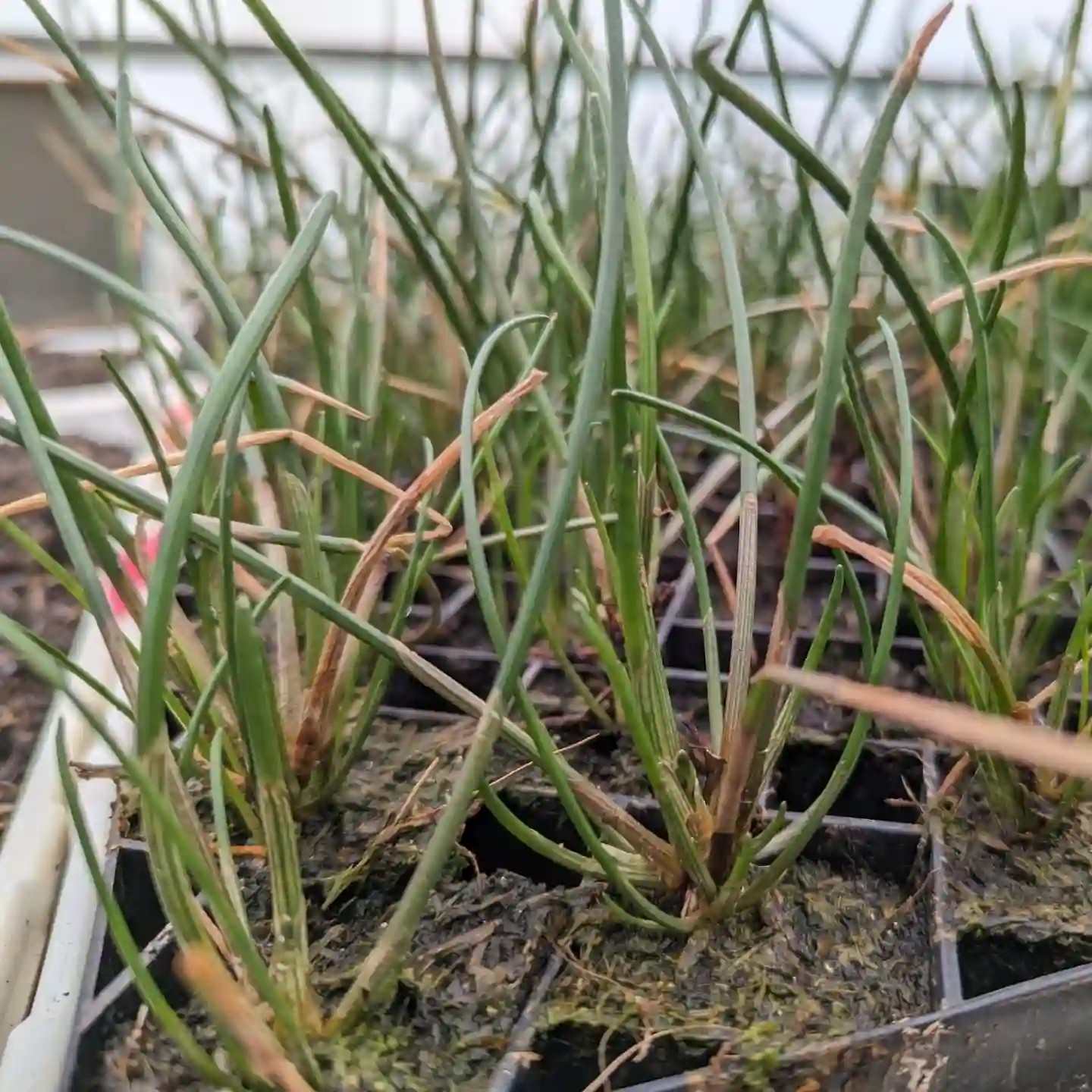Plant FAQs: Water Chestnut