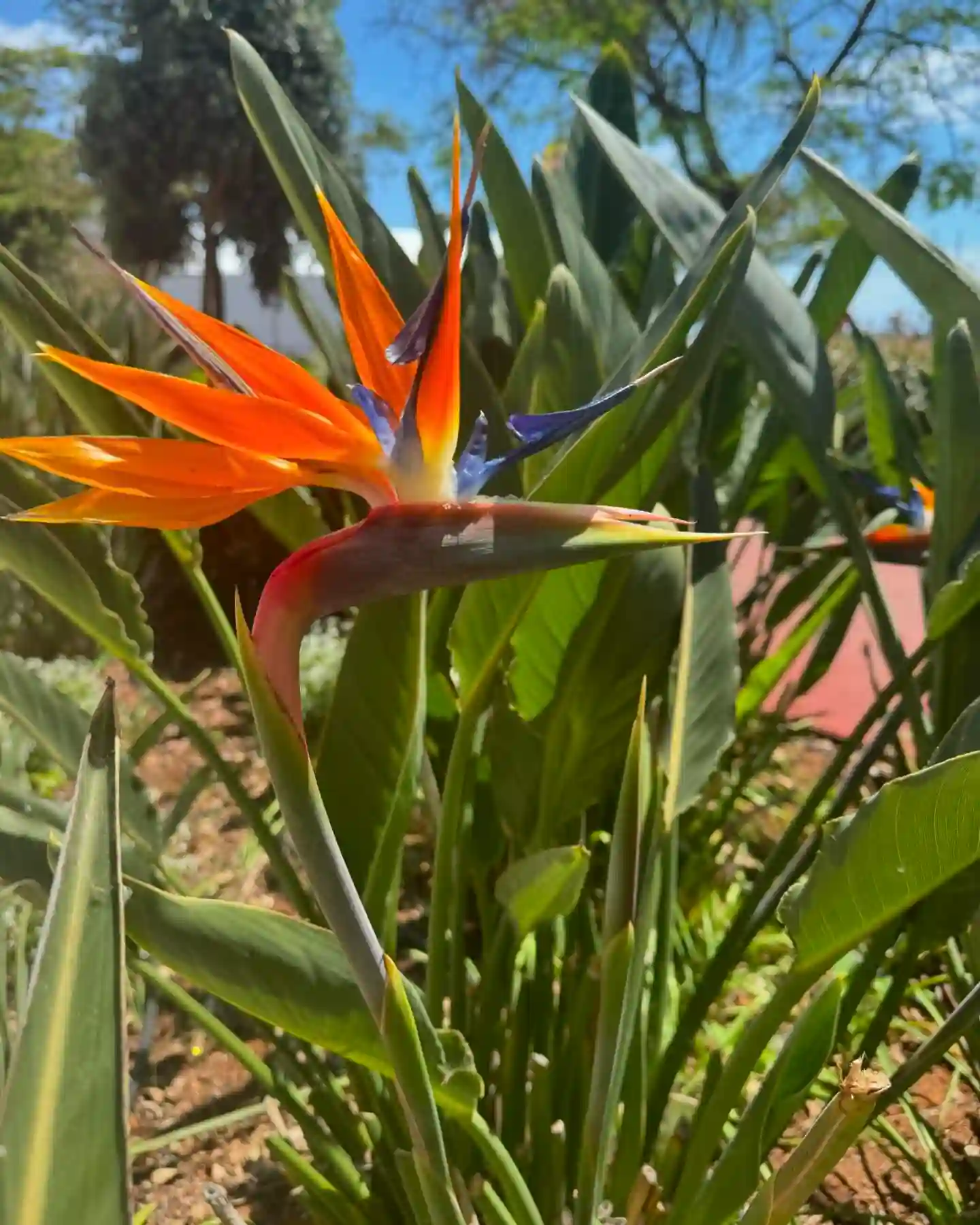 5 Species in Genus Strelitzia - Bird of Paradise
