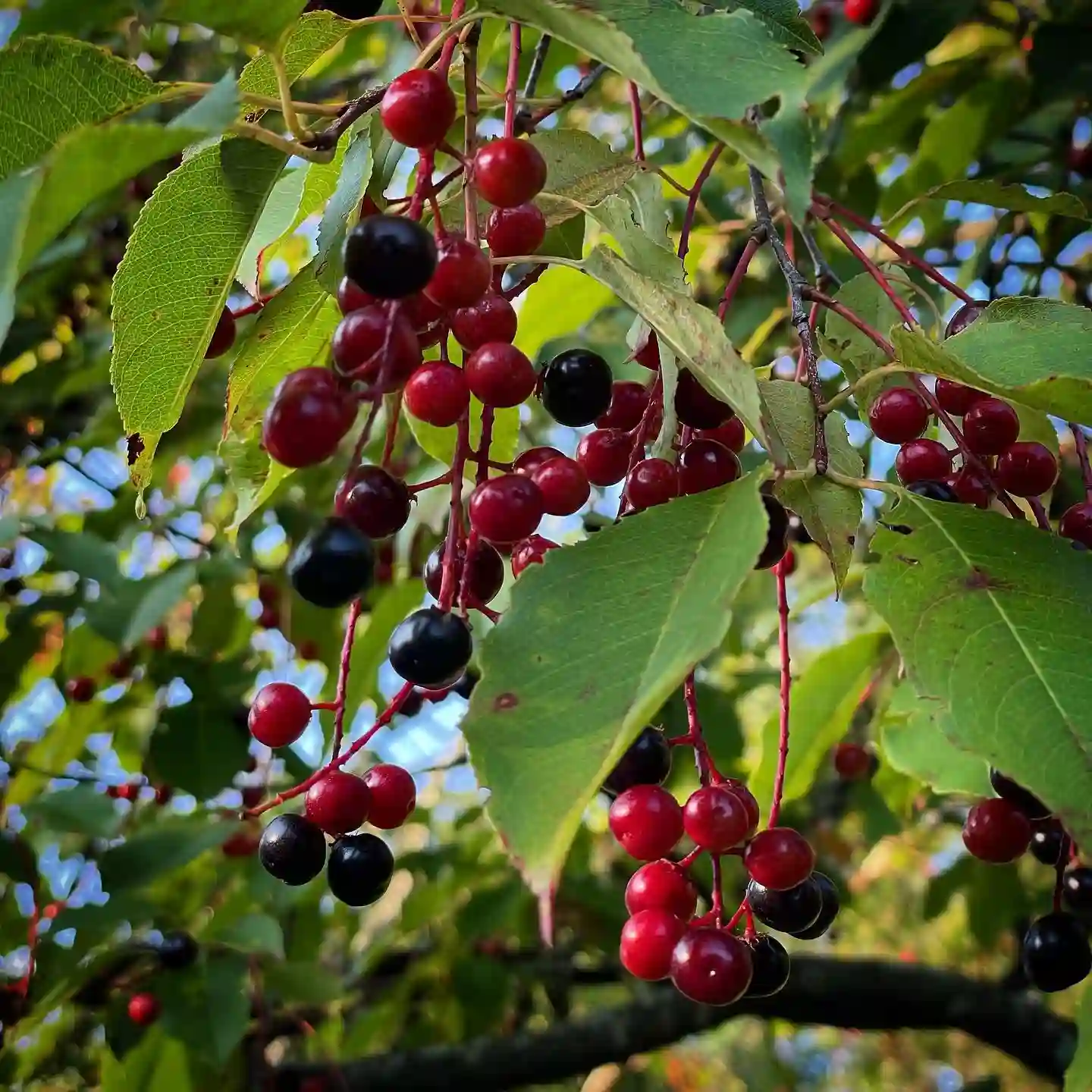 Plant FAQs: Black Cherry - Prunus Serotina