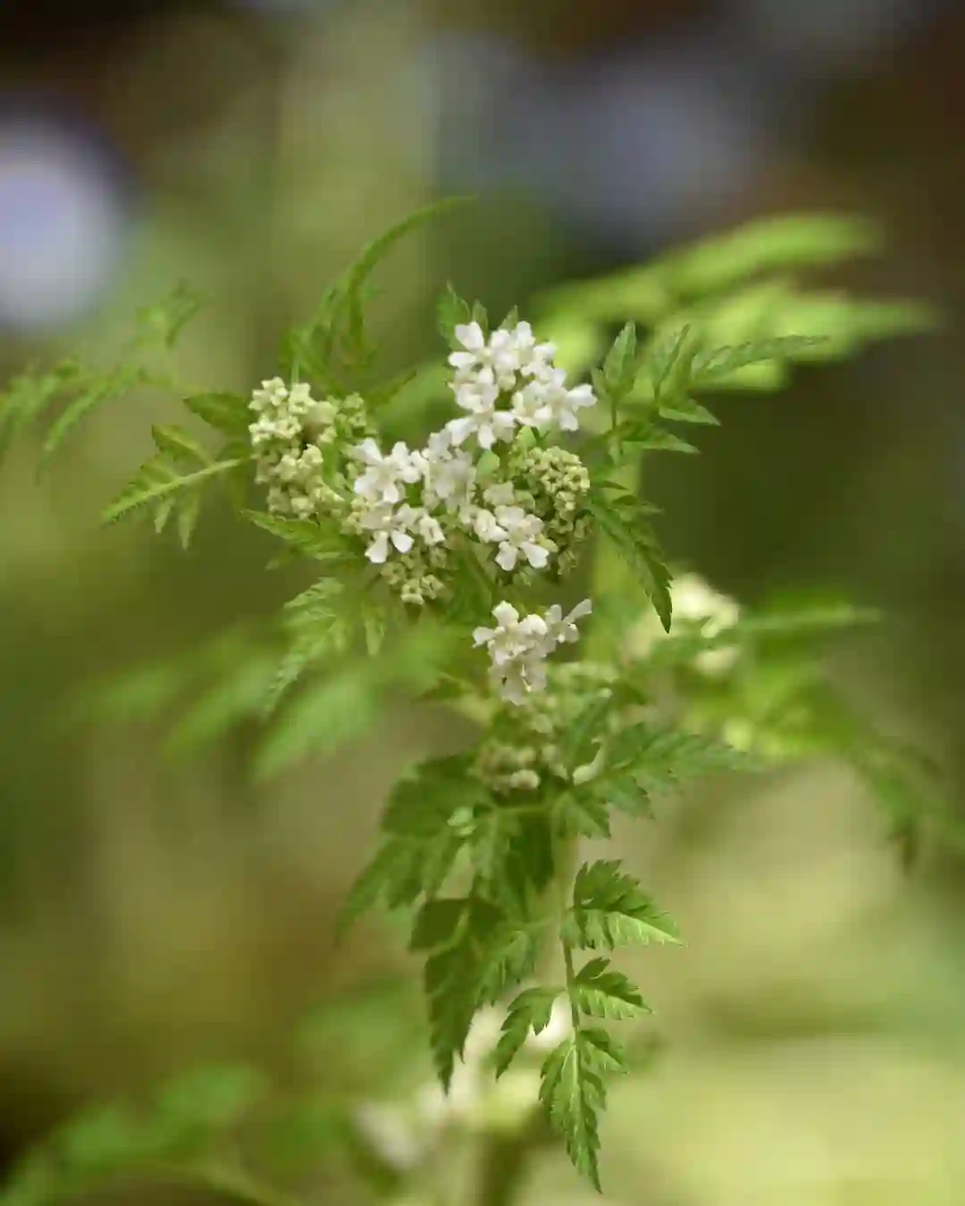 Plant FAQs: Chervil - Anthriscus Cerefolium