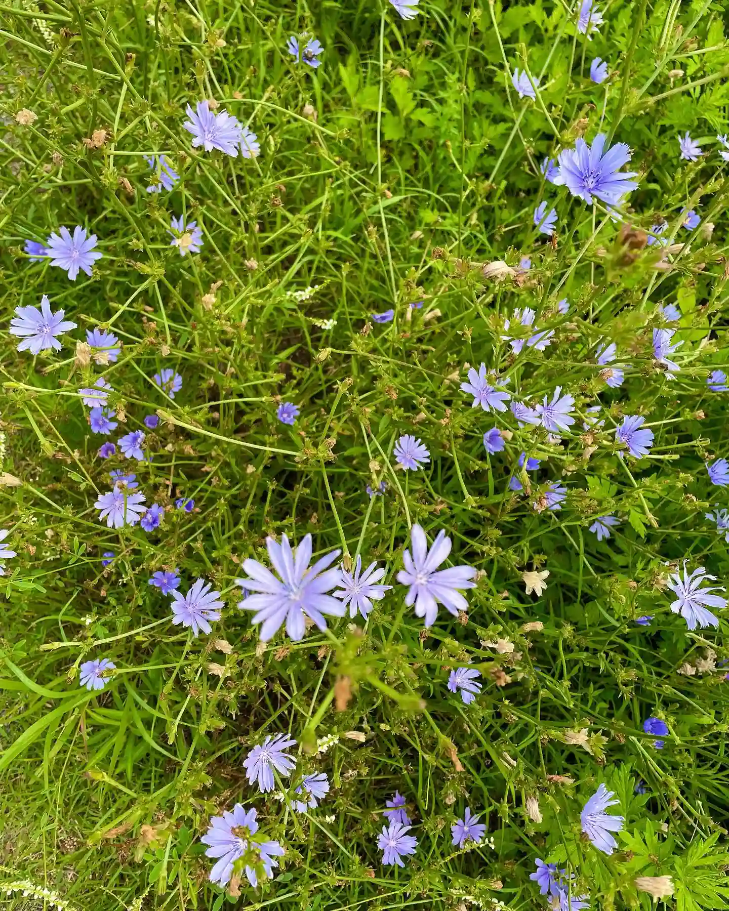 Plant FAQs: Chicory