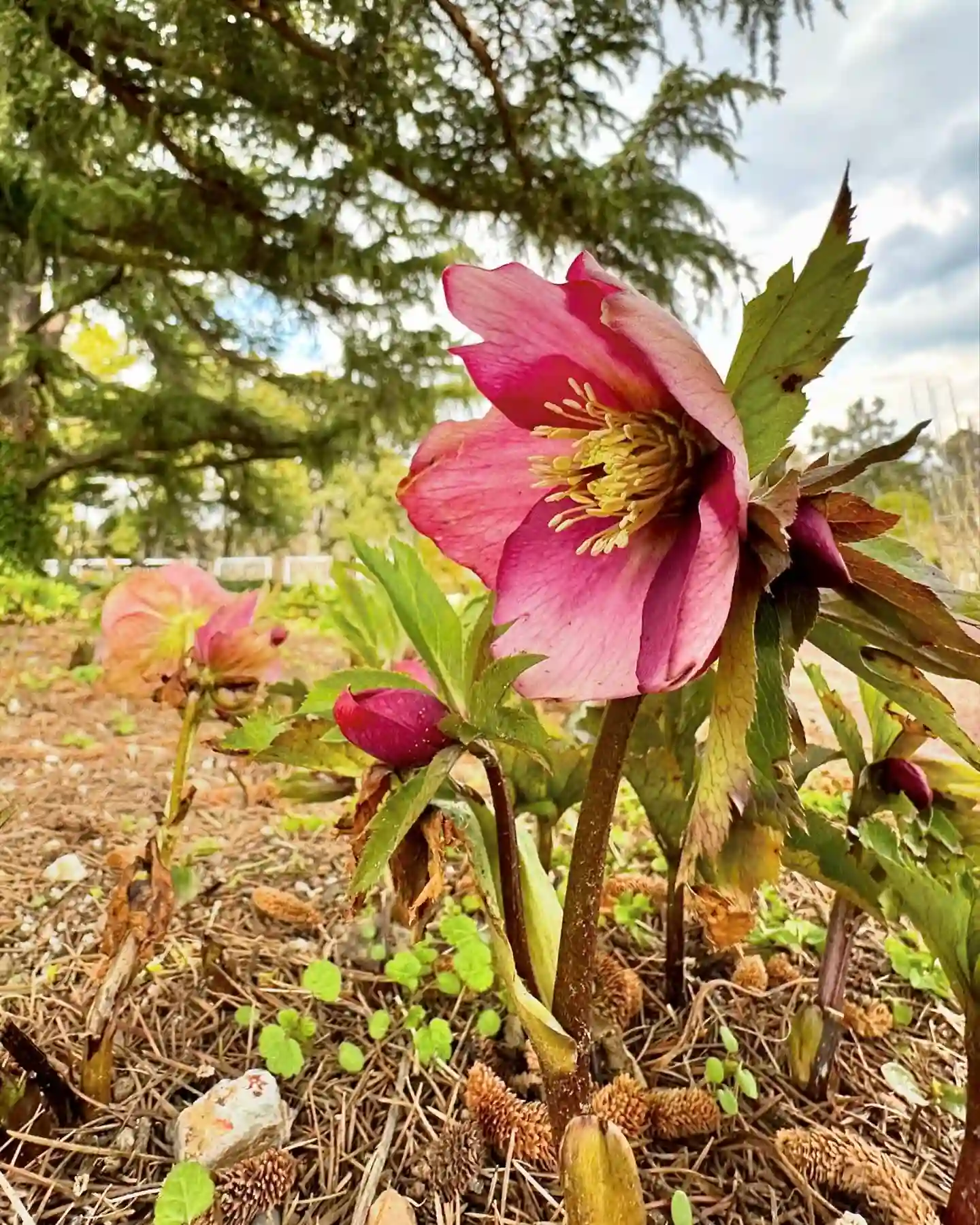 Plant FAQs: Hellebore