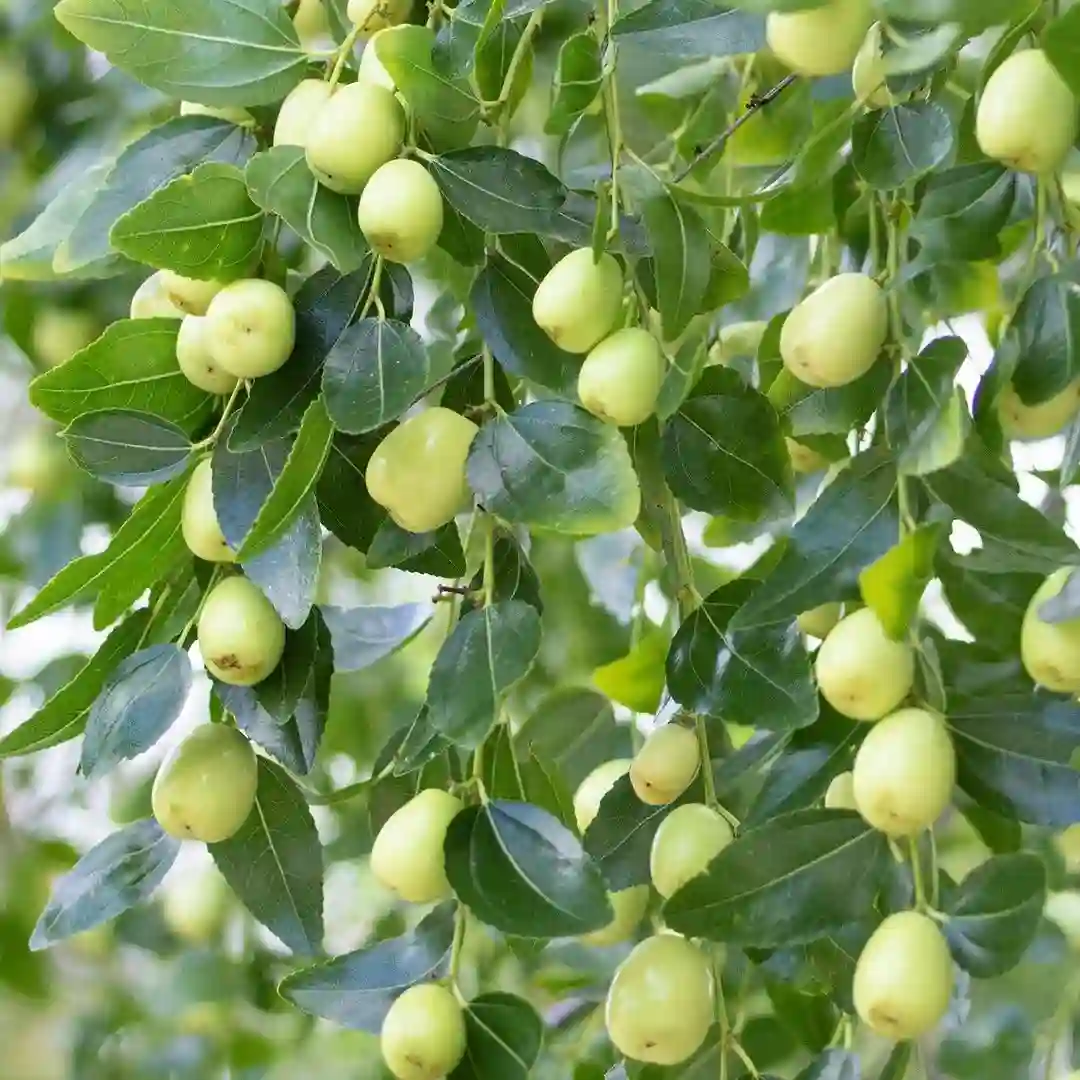 Plant FAQs: Jujube - Ziziphus Jujuba