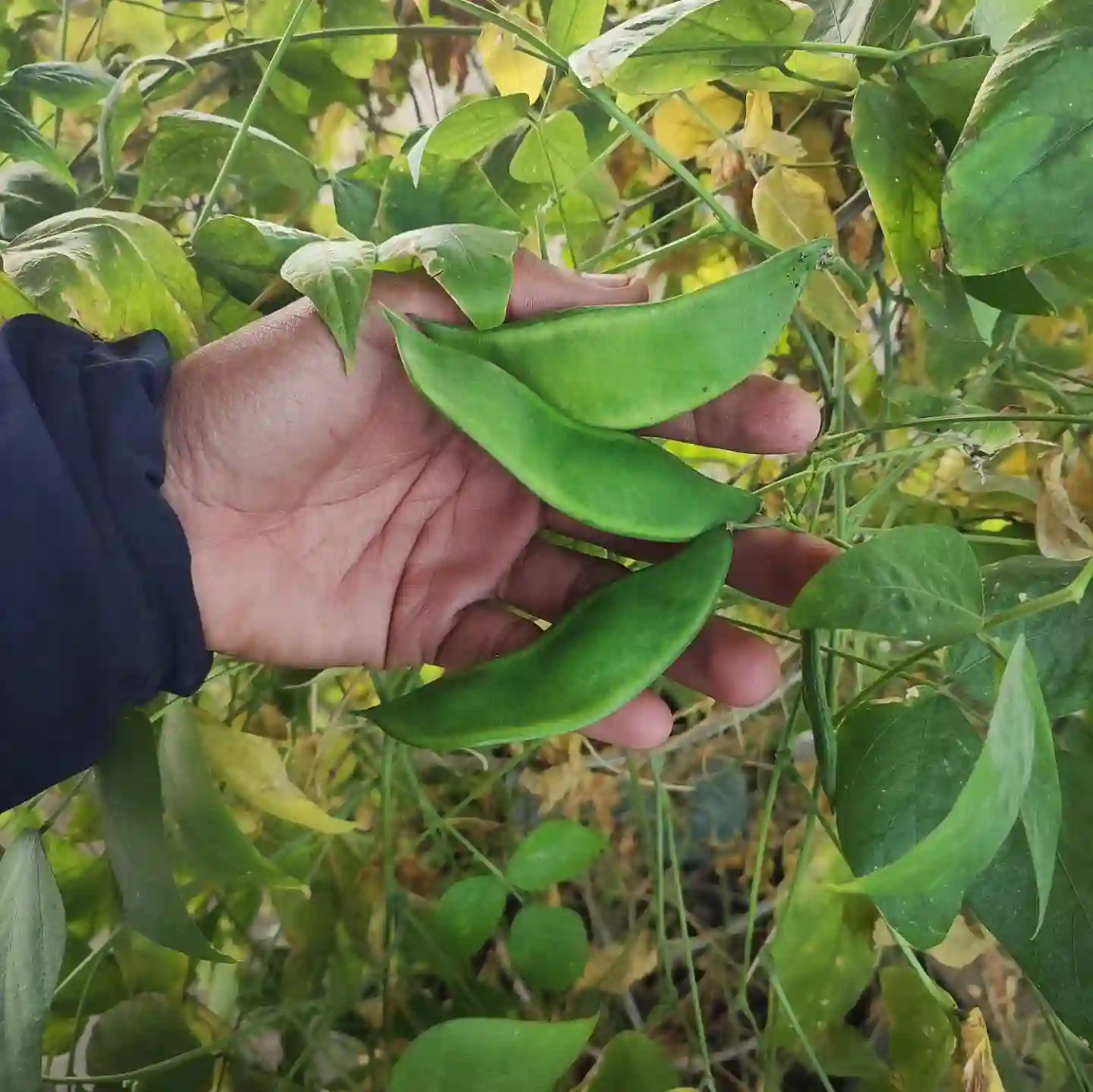 Plant FAQs: Lima Beans