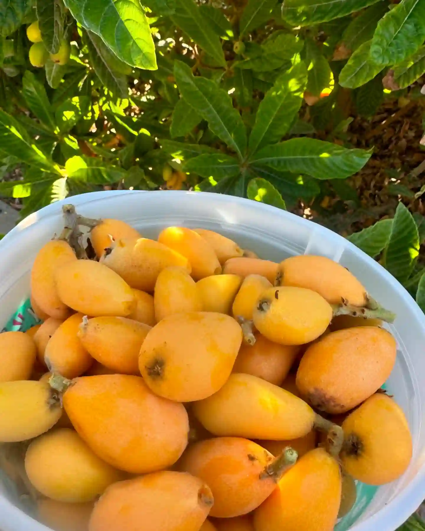 Plant FAQs: Loquat