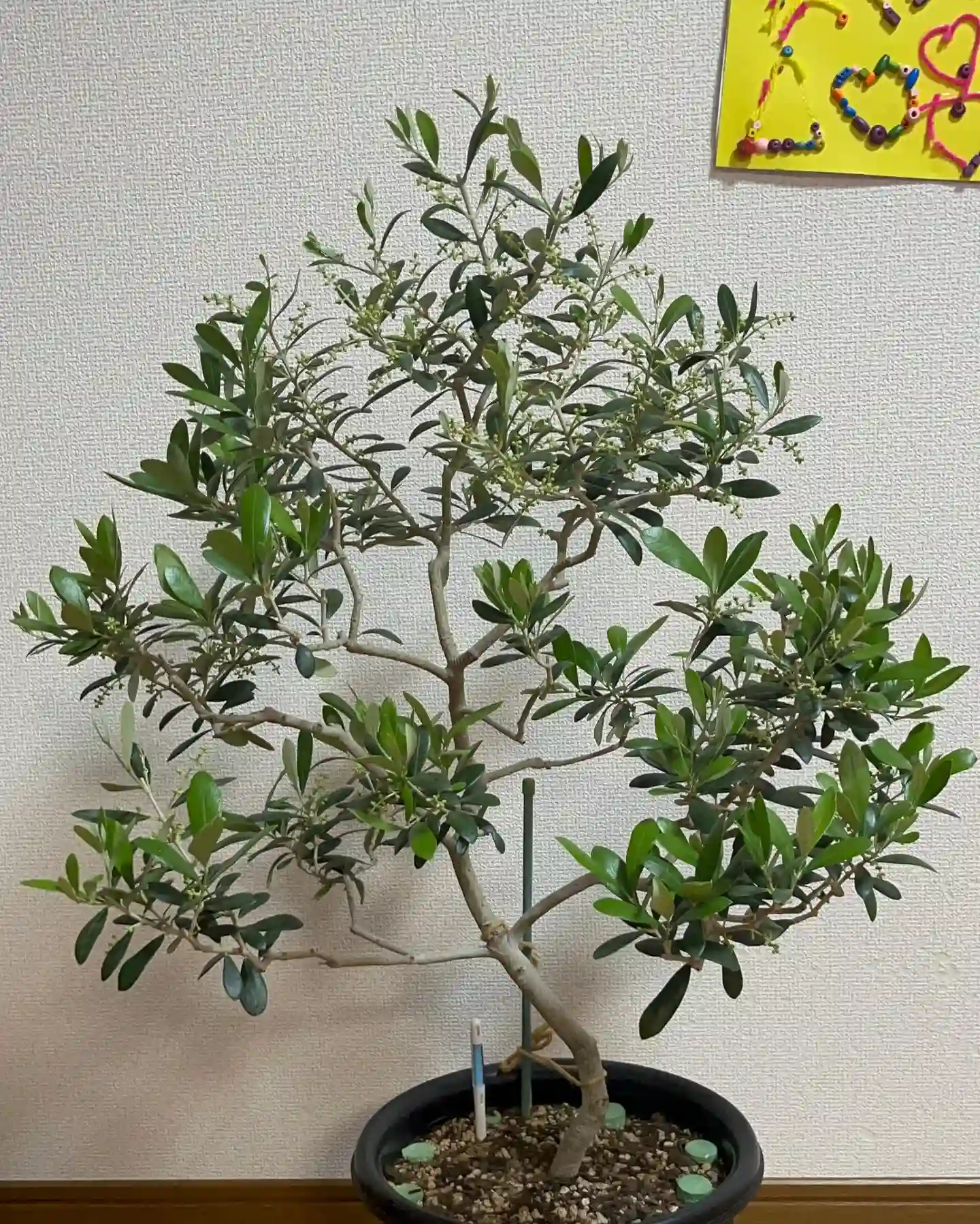 Plant FAQs: Olive Tree - Olea Europaea