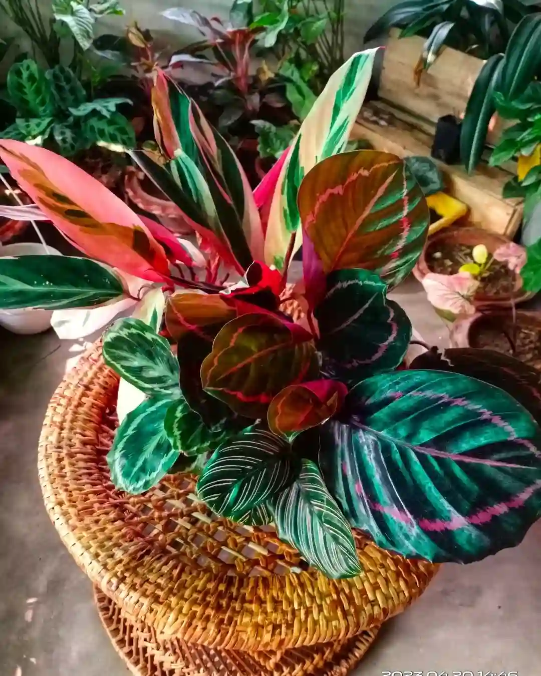 Plant FAQs: Prayer Plant