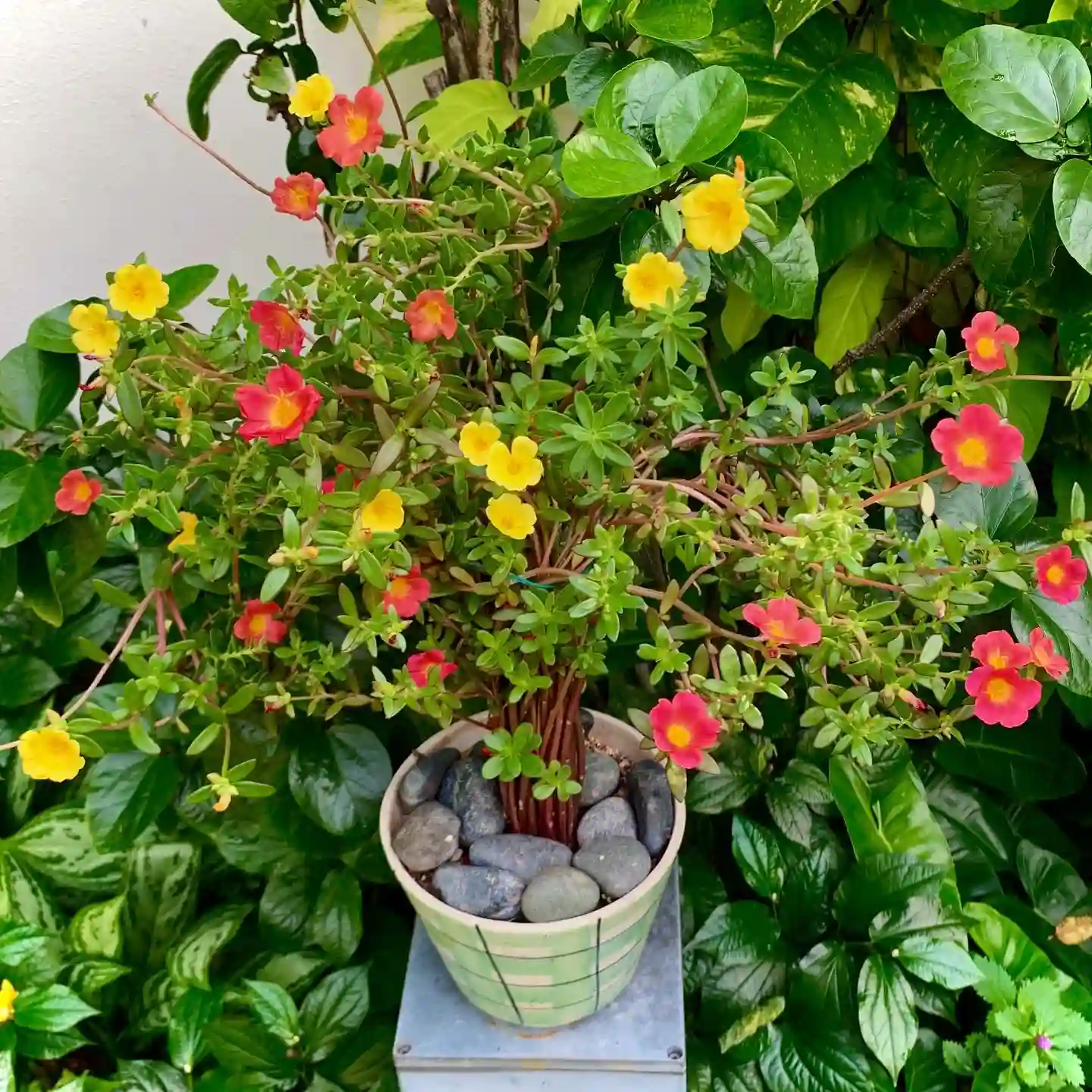 Plant FAQs: Purslane