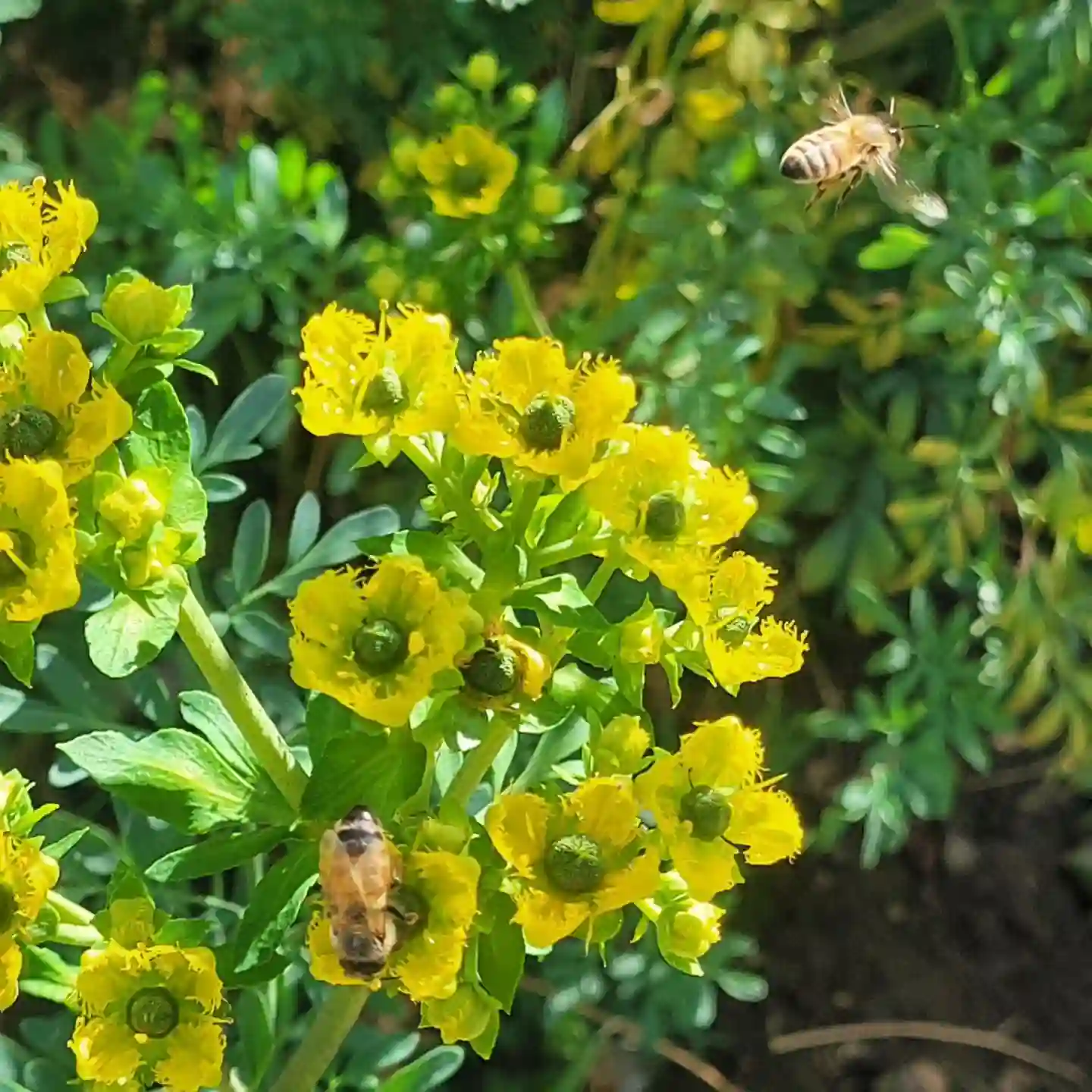 Plant FAQs: Rue Plant - Ruta Graveolens - Ruda Plant