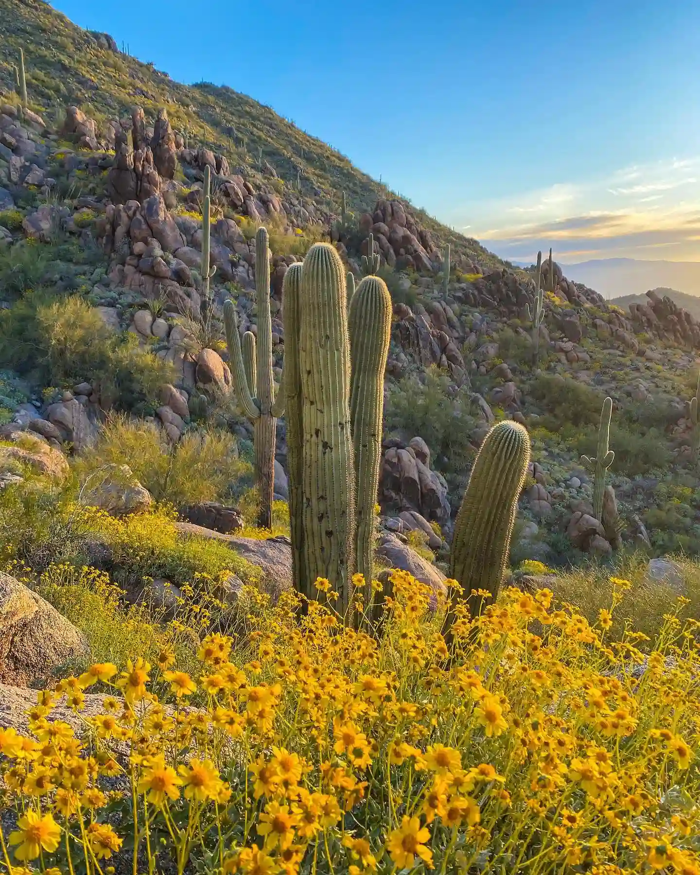 Plant FAQs: Saguaro