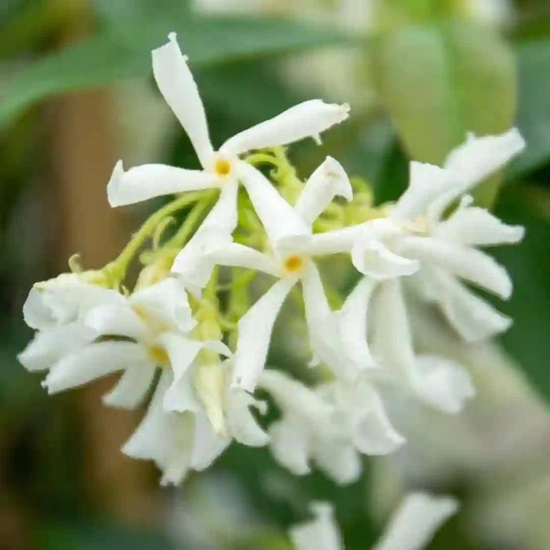 Plant FAQs: Star Jasmine