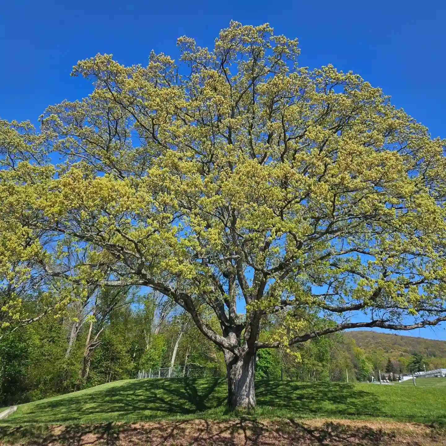 Plant FAQs: White Oak - Quercus Alba