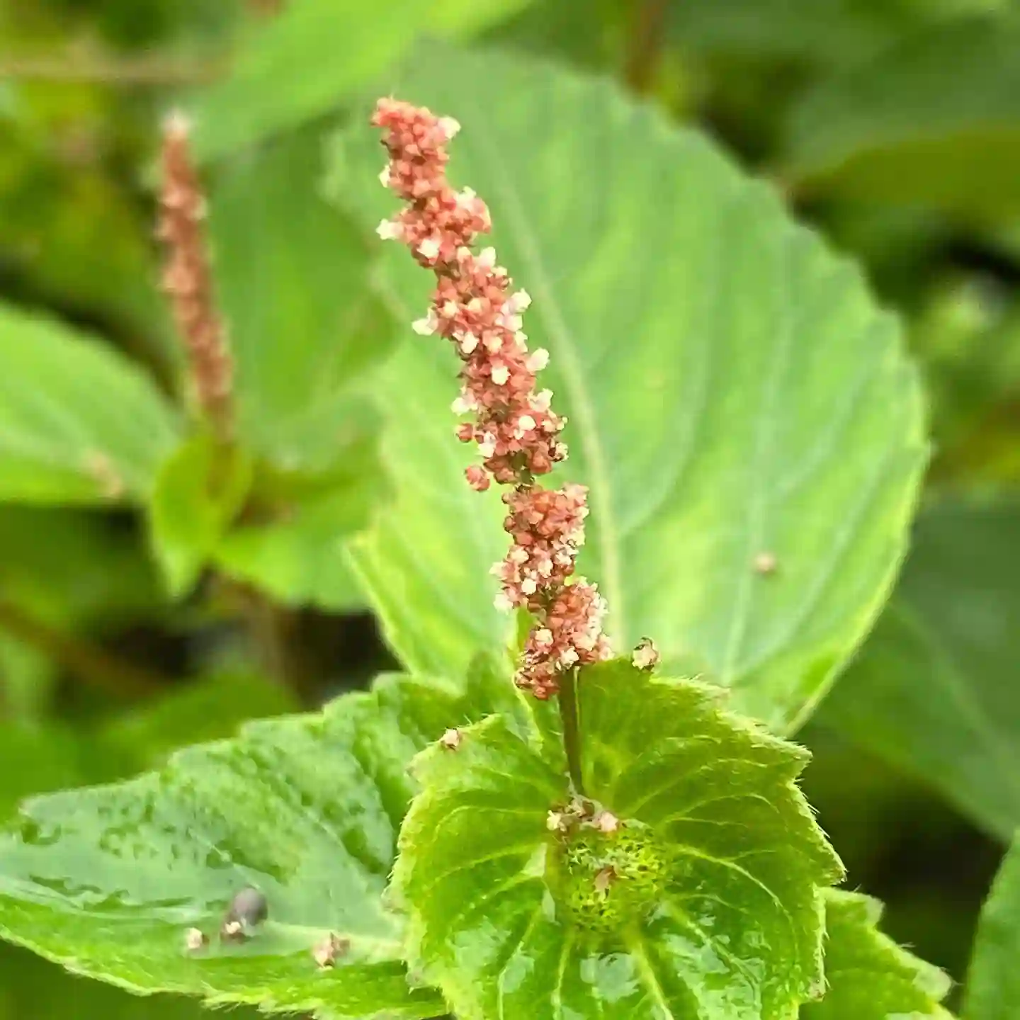 Plant FAQs: Acalypha Australis - Asian Copperleaf - Redroot Amaranth