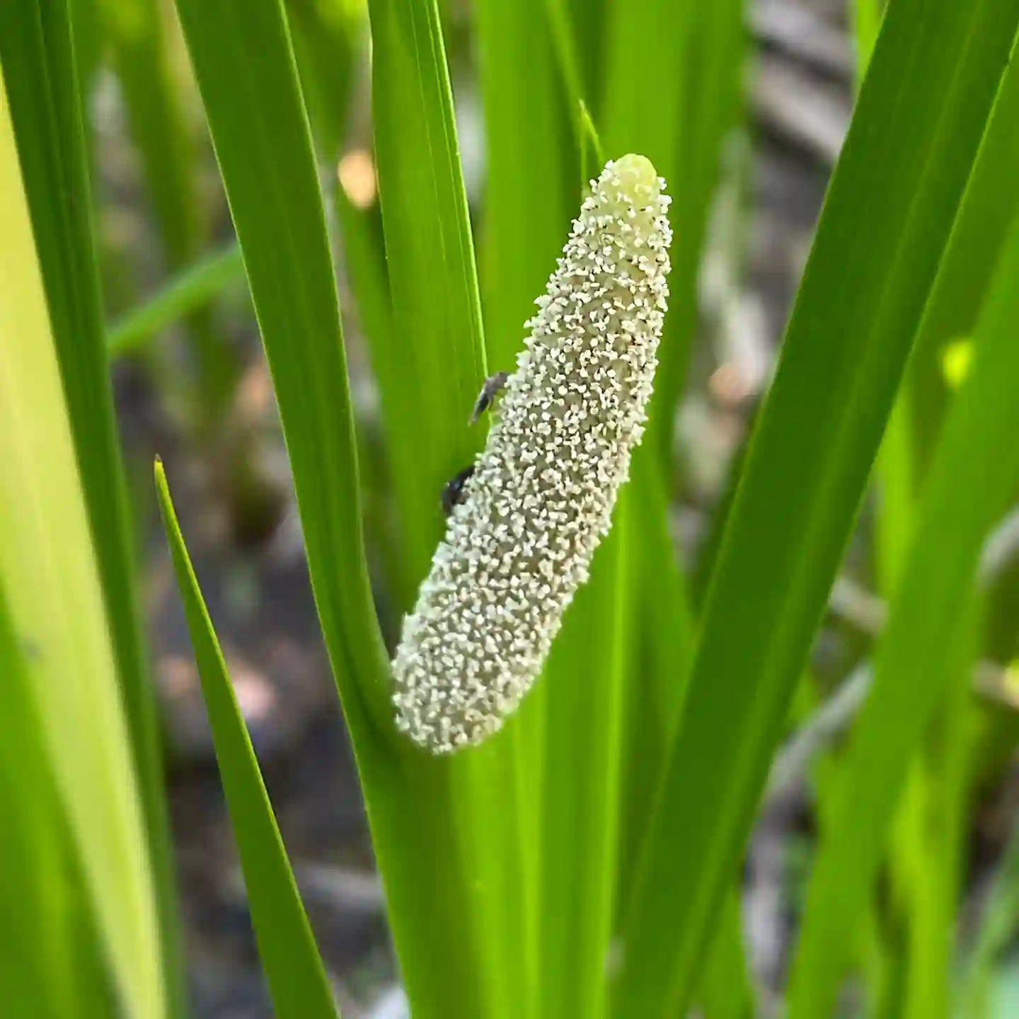 Plant FAQs: Acorus Calamus