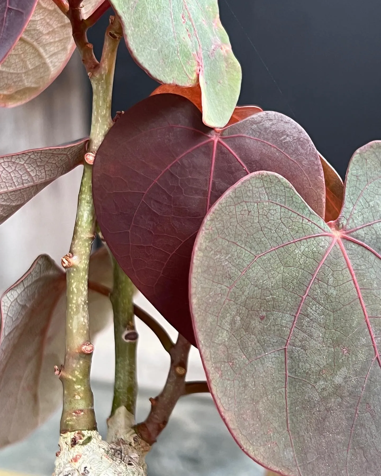 Plant FAQs: Adenia Stylosa