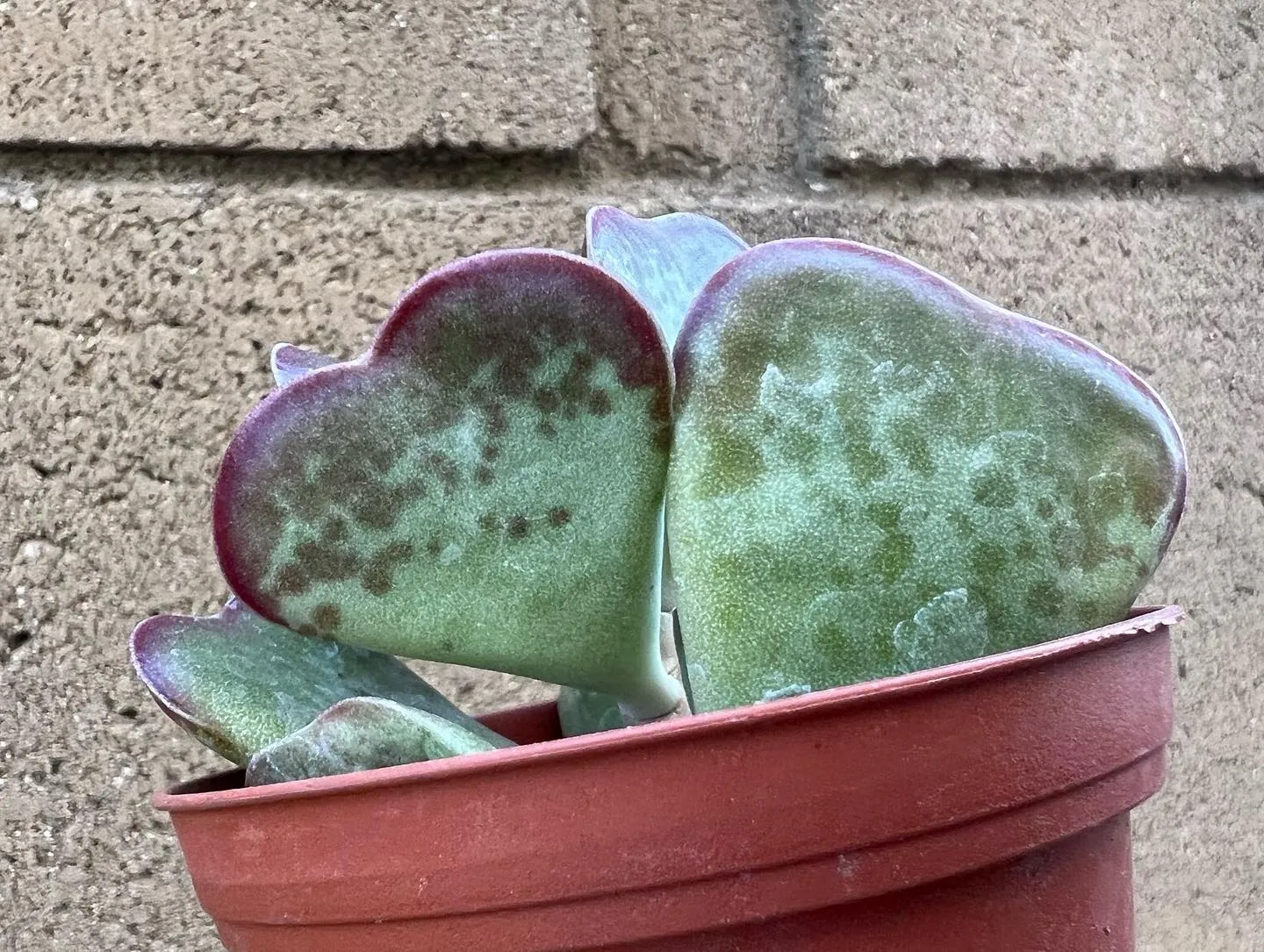 Plant FAQs: Calico Hearts Succulent