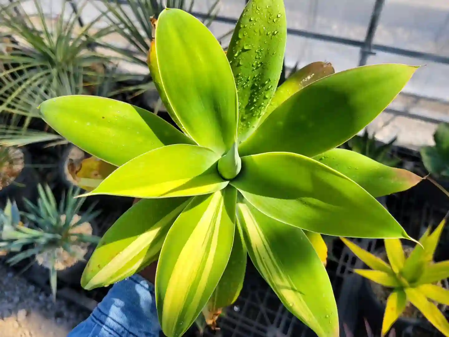 Plant FAQs: Agave Attenuata