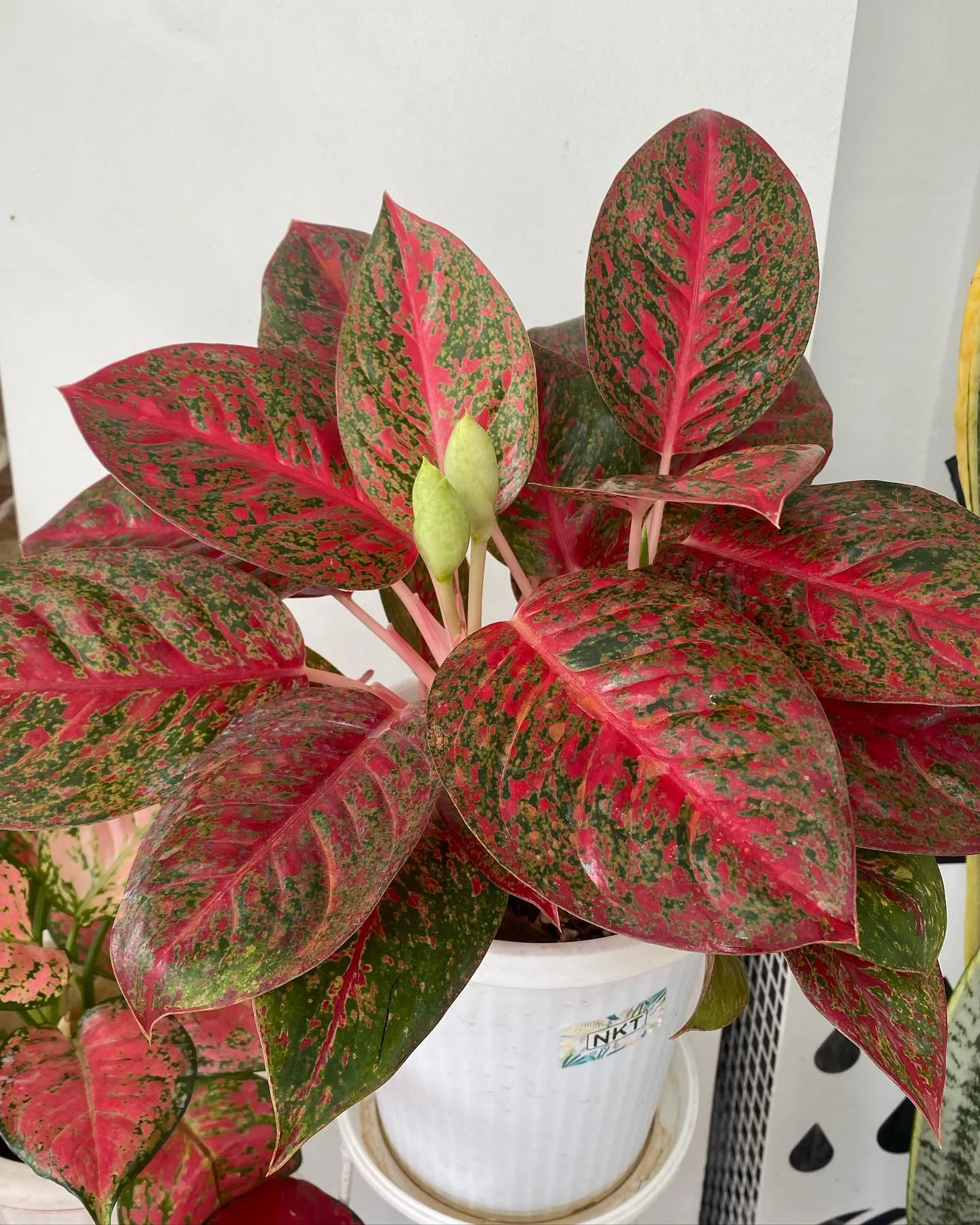 Plant FAQs: Aglaonema Red Stardust