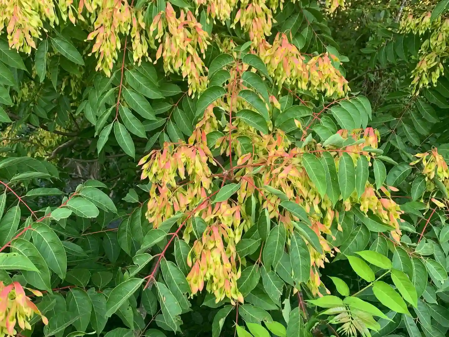 Plant FAQs: Ailanthus Altissima - Tree of Heaven