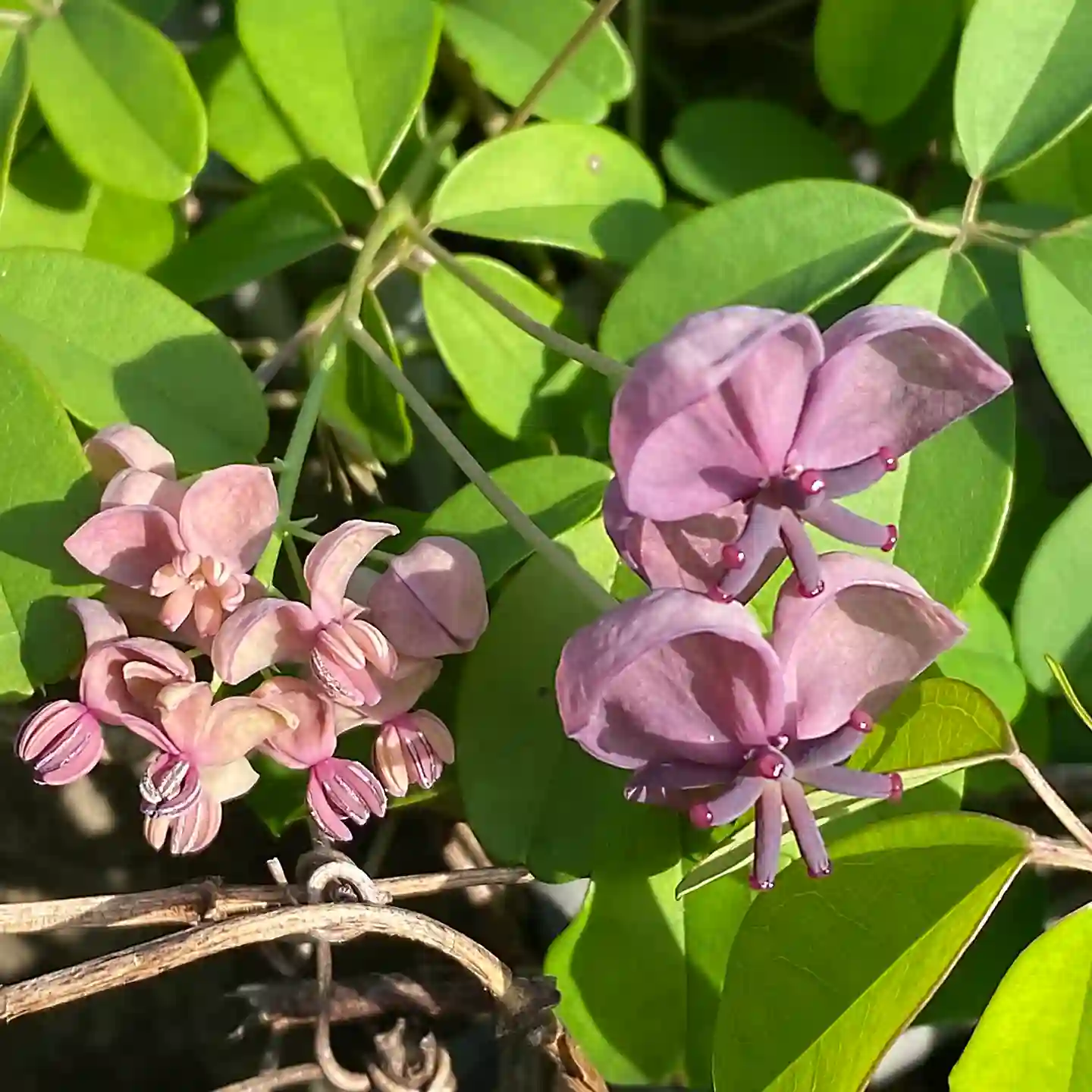 Plant FAQs: Akebia Quinata - Chocolate Vine