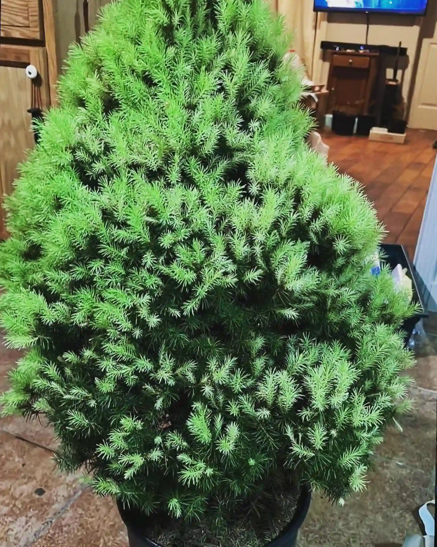 Plant FAQs: Alberta Spruce - Picea Glauca Conica