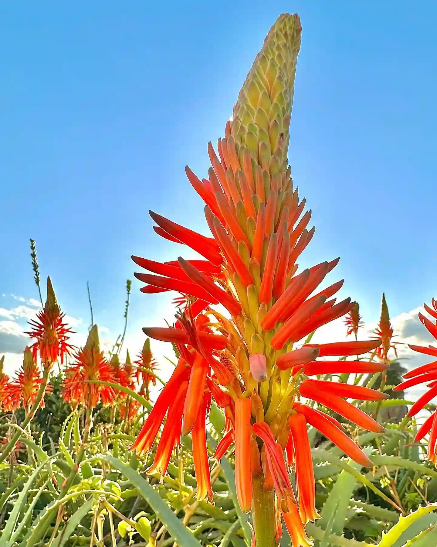 Plant FAQs: Aloe Arborescens